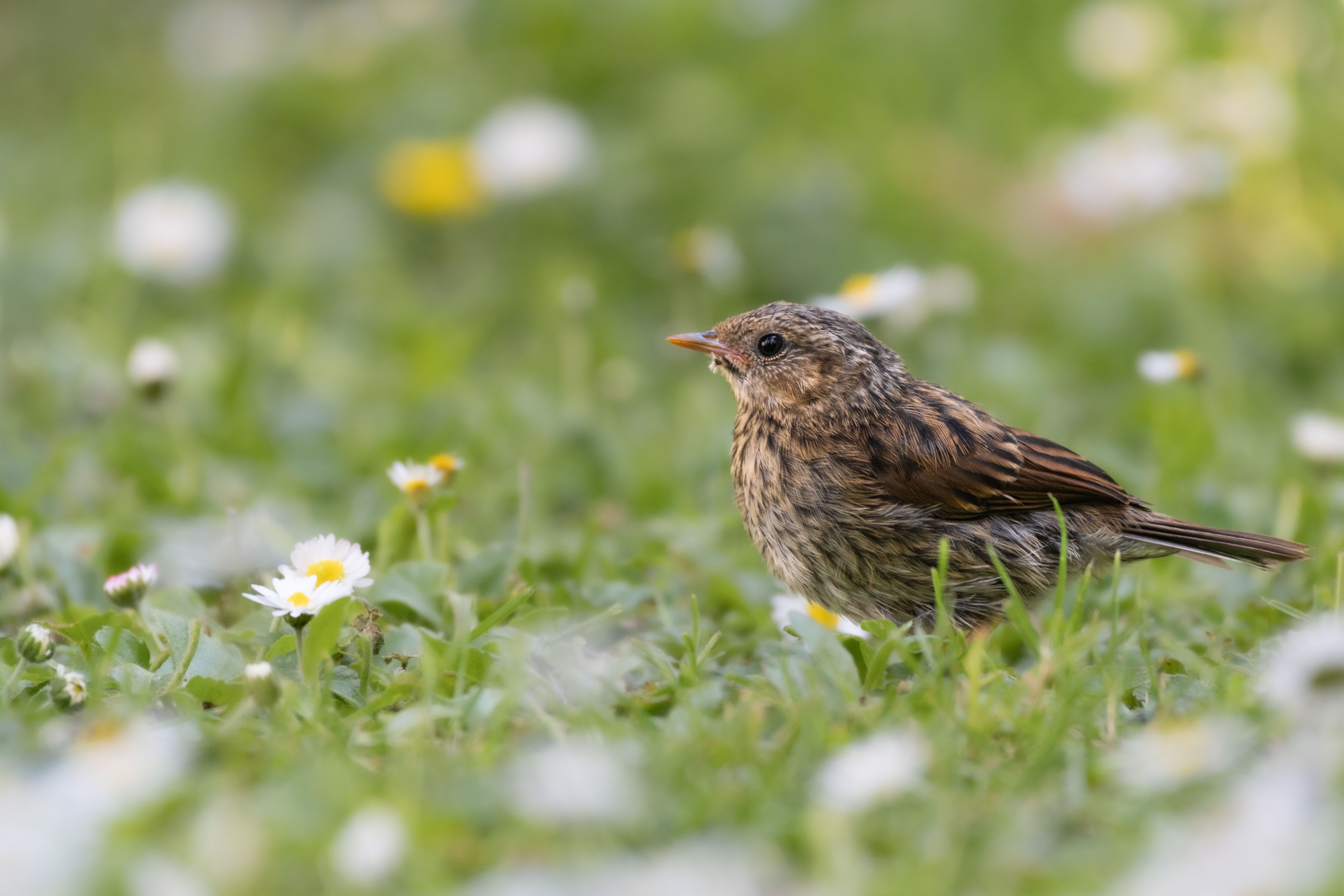 Close Up Photo of Brown Sparrow Bird · Free Stock Photo
