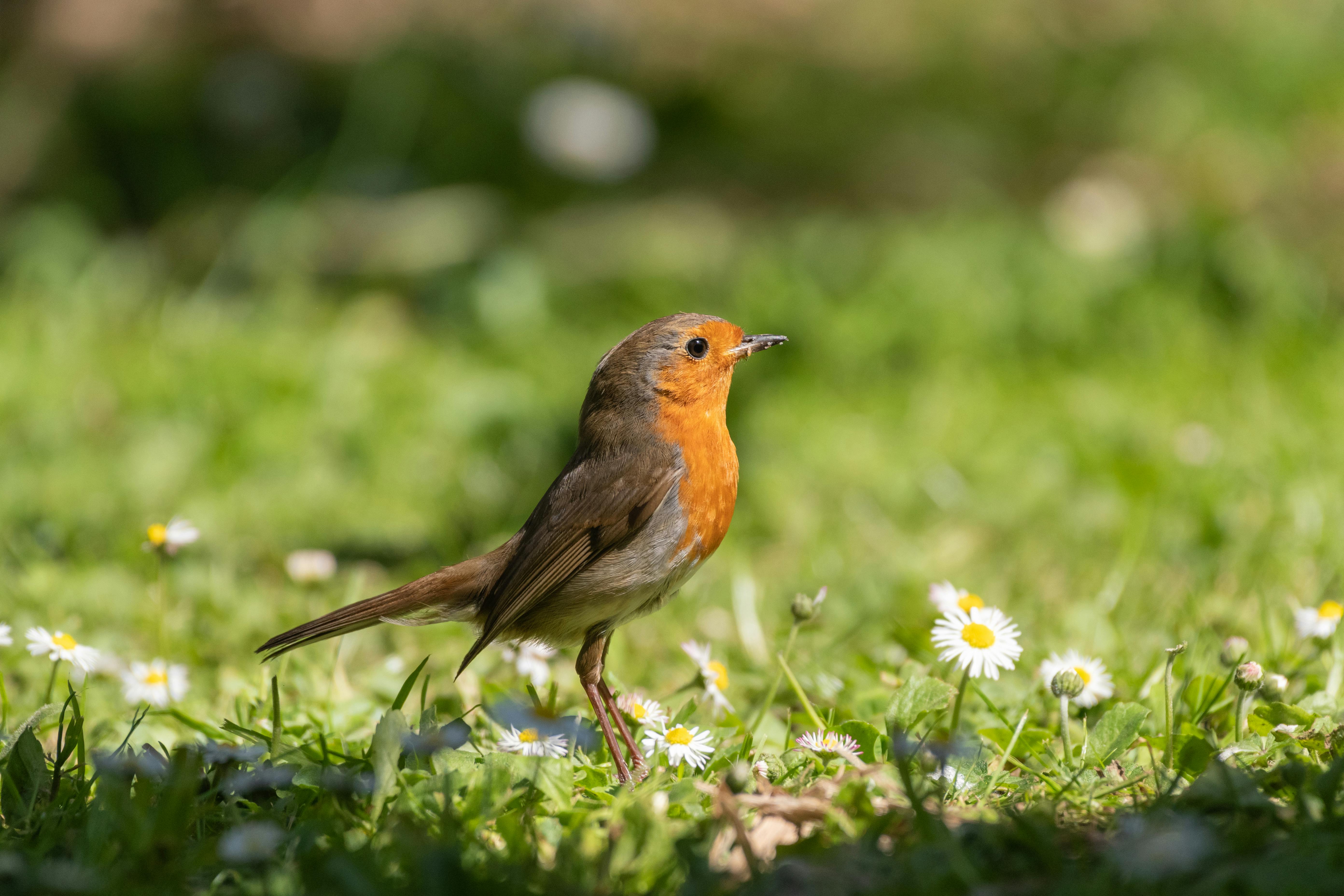 European Robin on Grass · Free Stock Photo