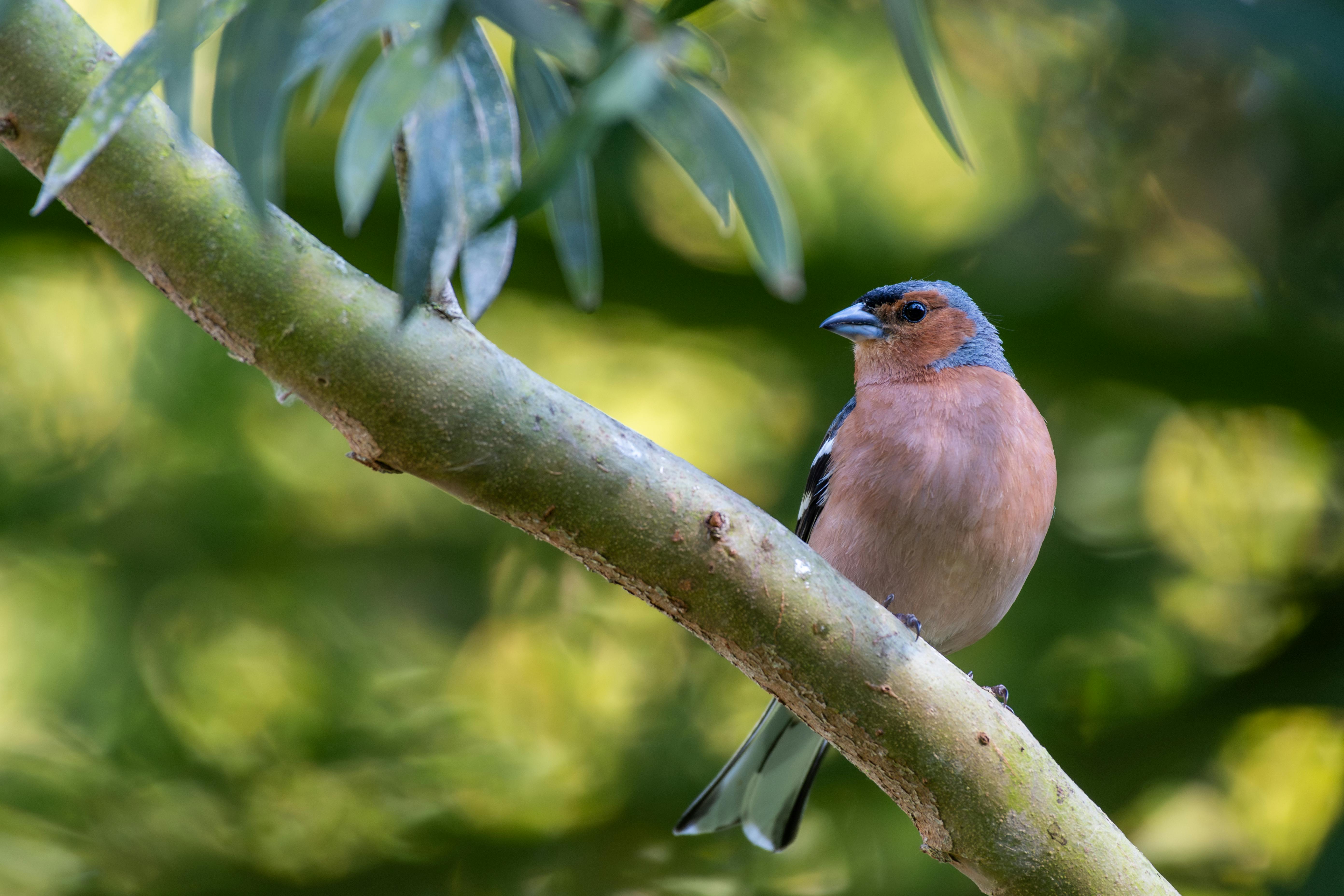Eurasian Chaffinch Bird · Free Stock Photo