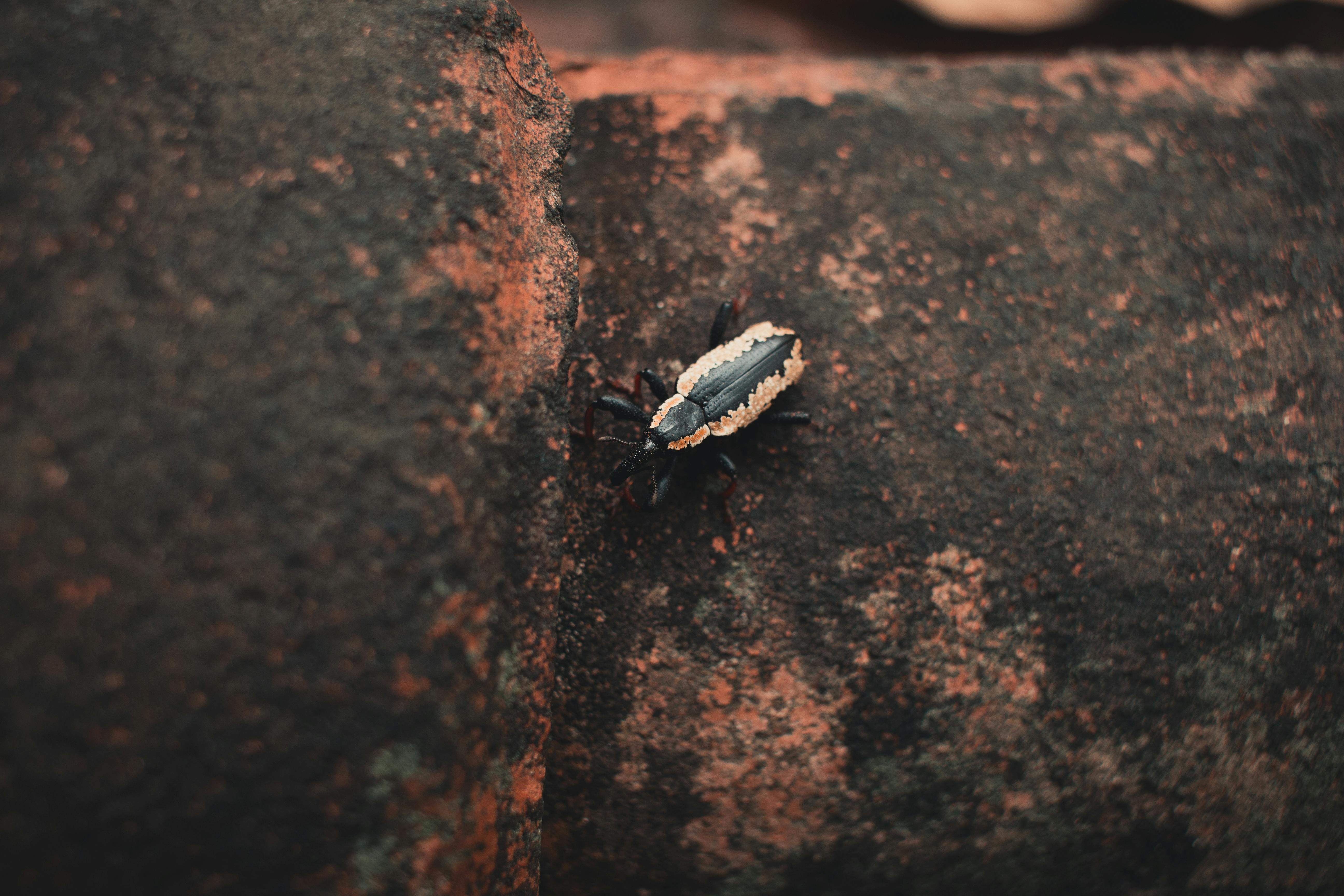 Black And Brown Bug On Surface · Free Stock Photo