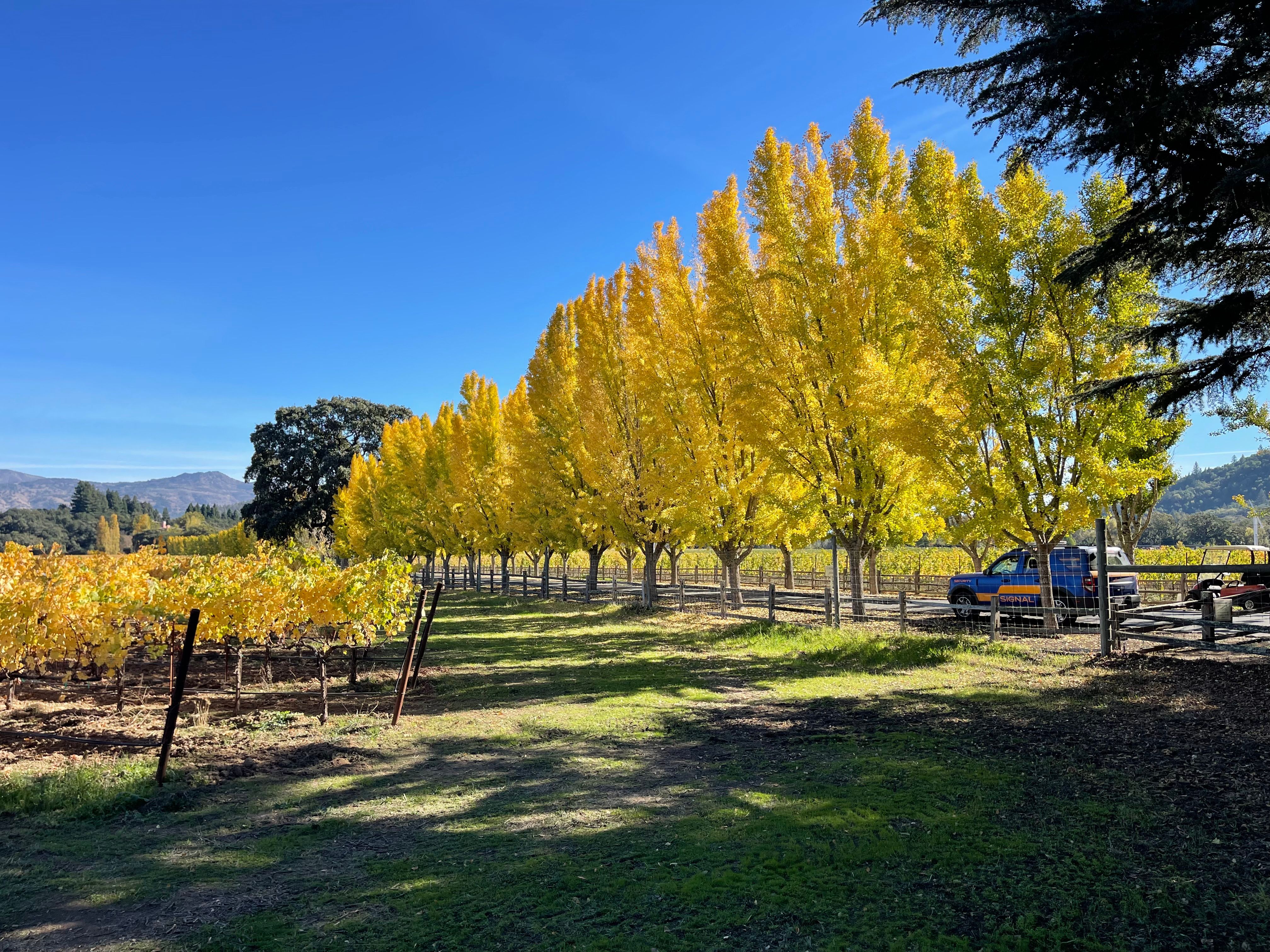 Autumn Trees in Countryside in Autumn · Free Stock Photo
