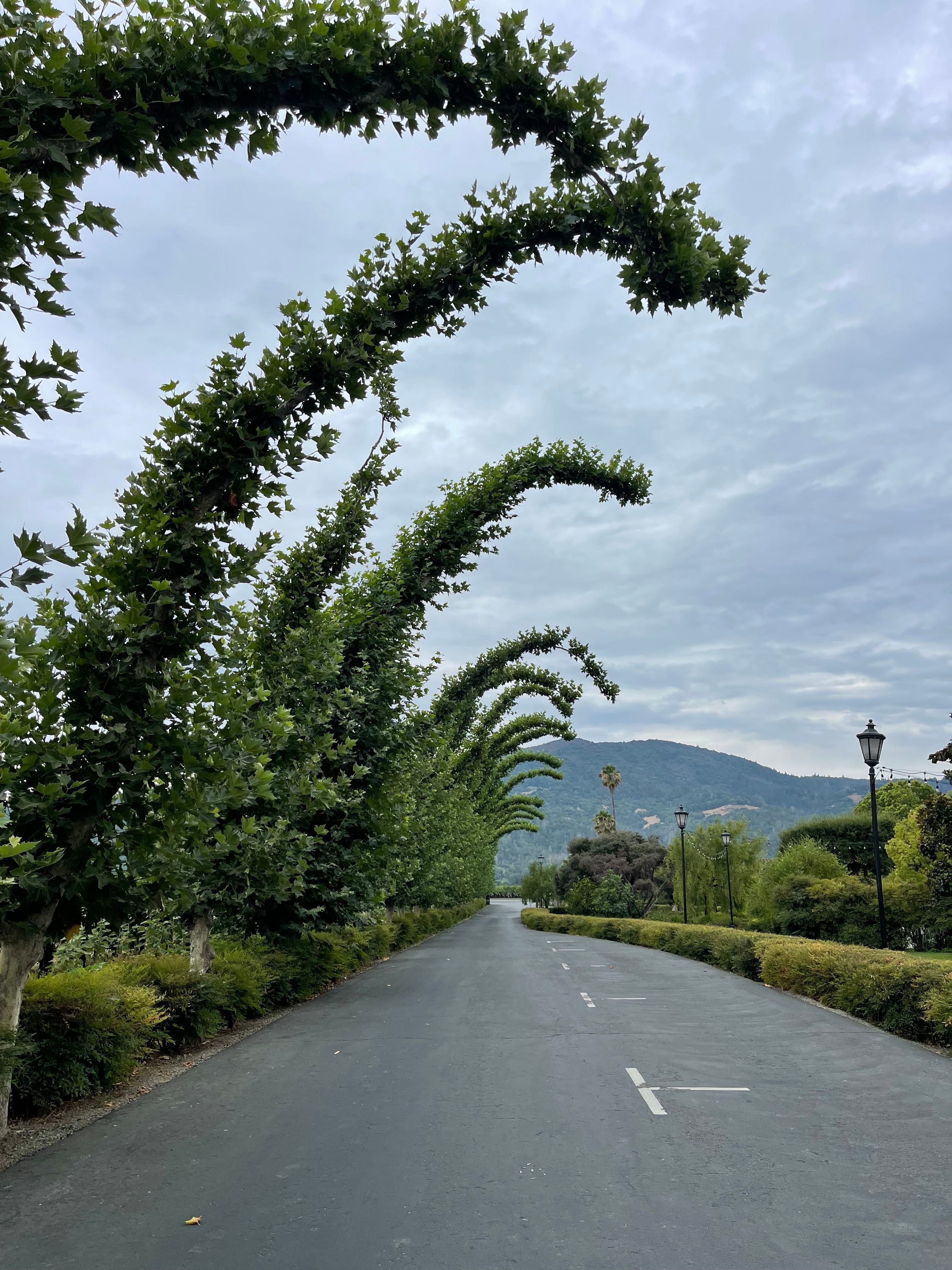 Arcing Trees Photos, Download The BEST Free Arcing Trees Stock Photos ...