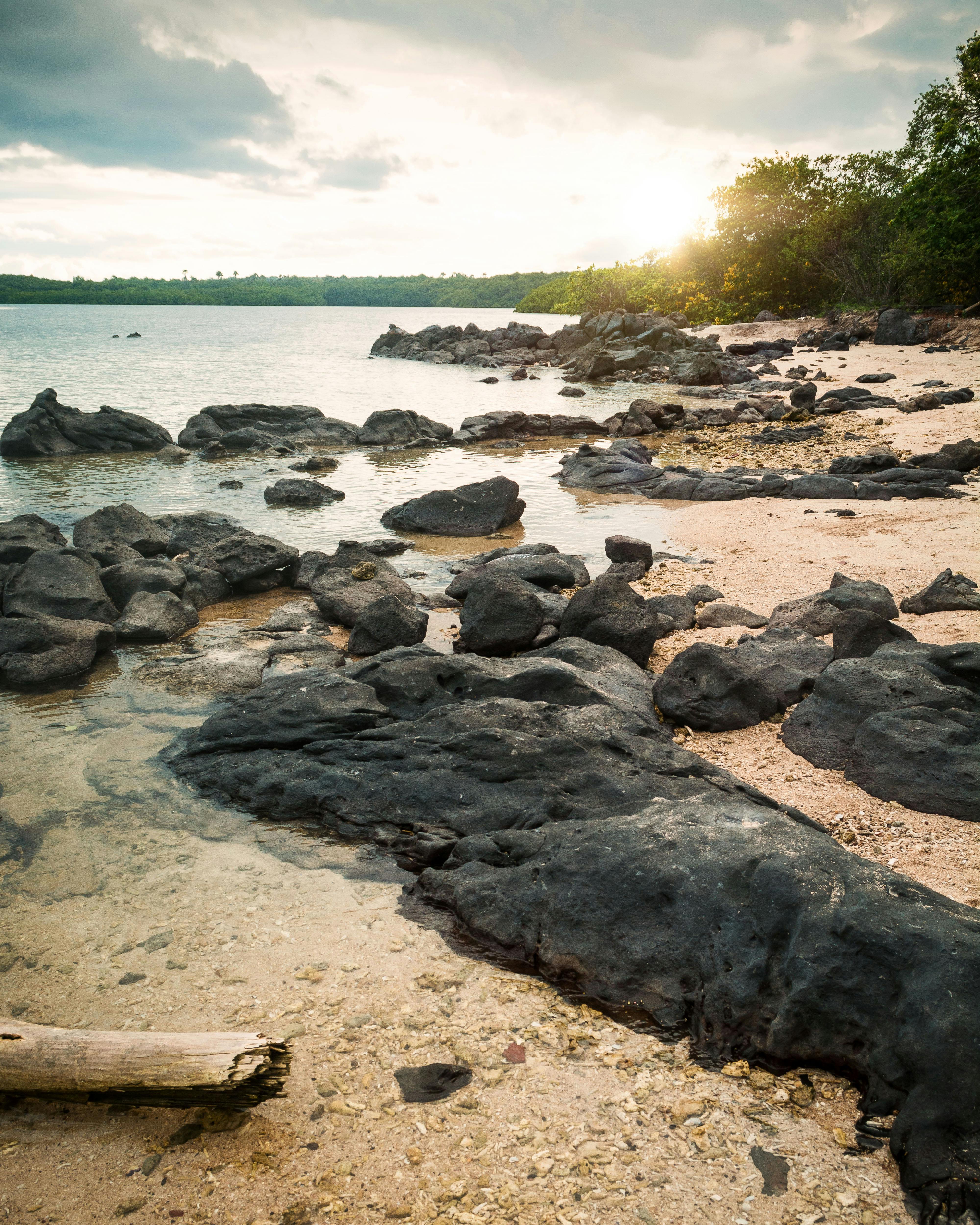 Grey Conch Shell on Shore · Free Stock Photo