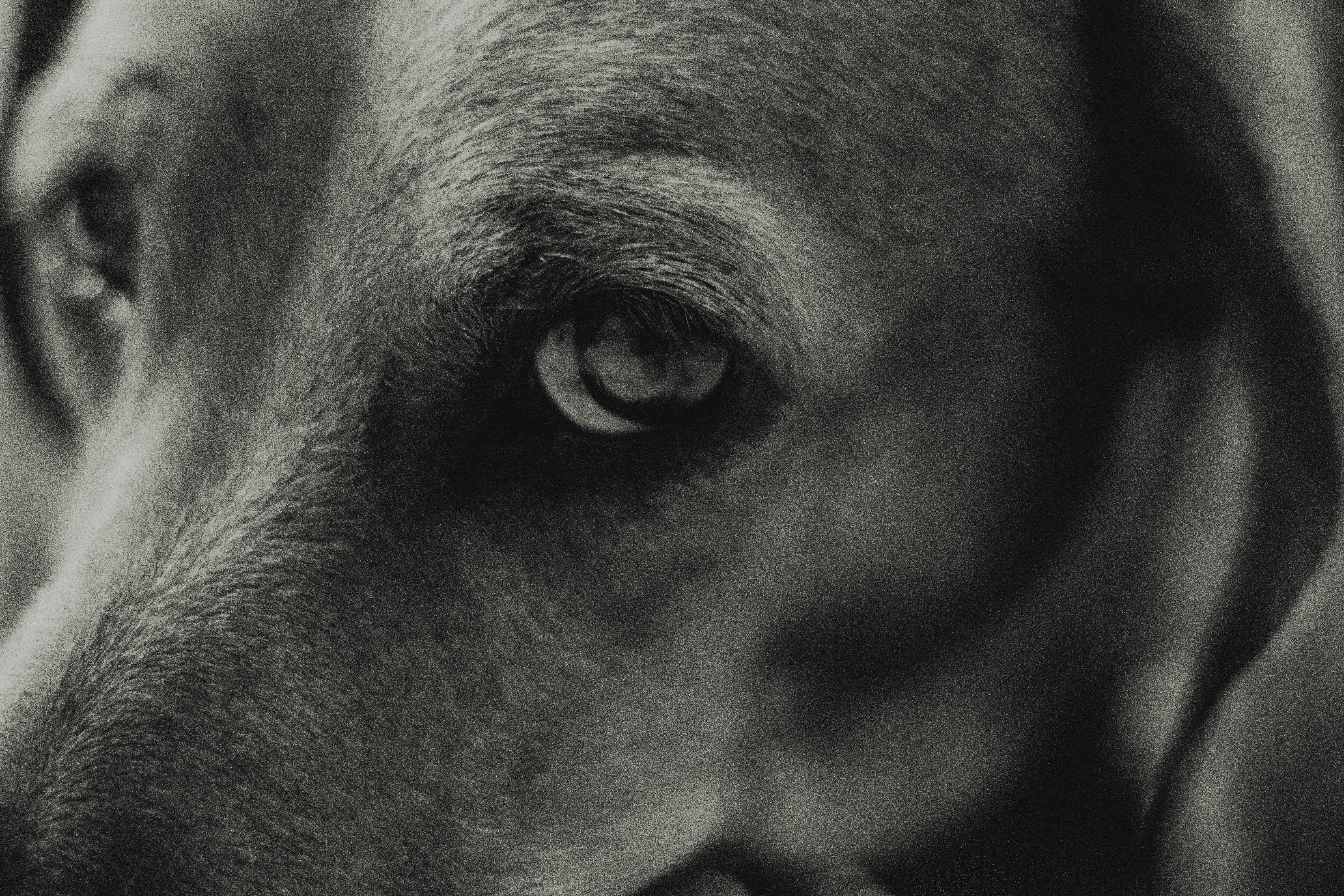 Desirable Animal Nuance Photos, Download The BEST Free Desirable Animal ...