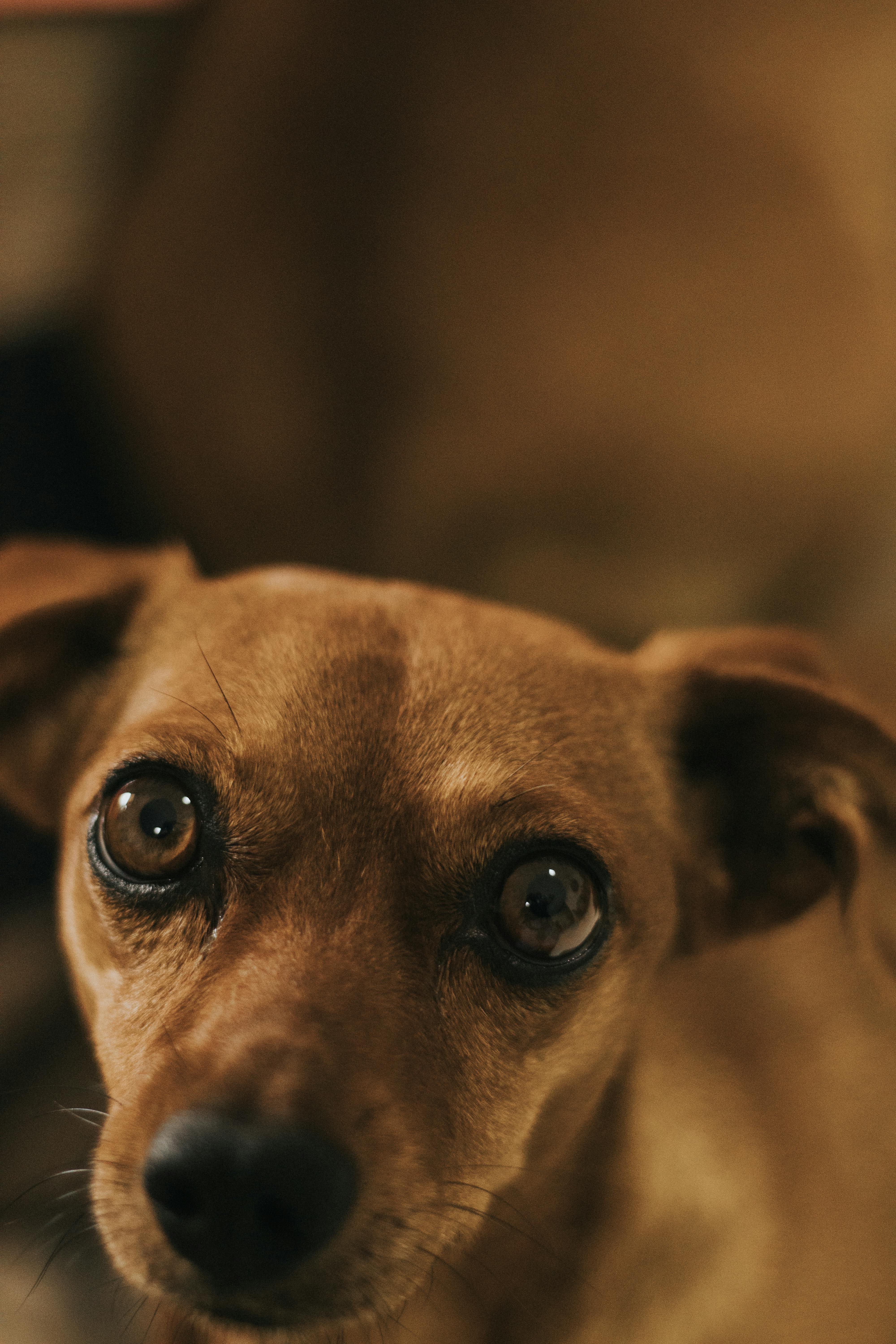 Foto de stock gratuita sobre adorable, amable, amigo peludo, animal ...