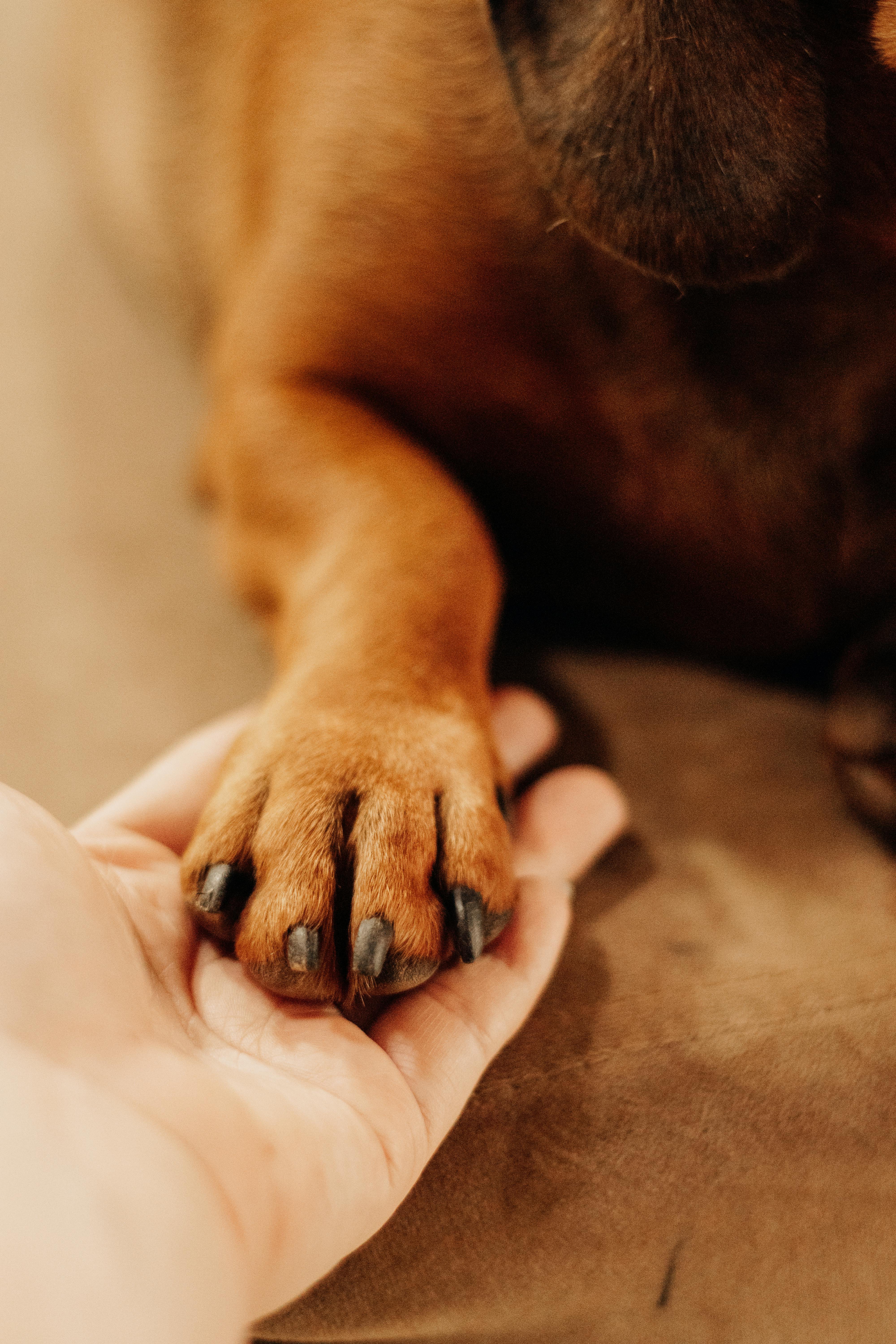 Person Hand Holding Dog Paw · Free Stock Photo