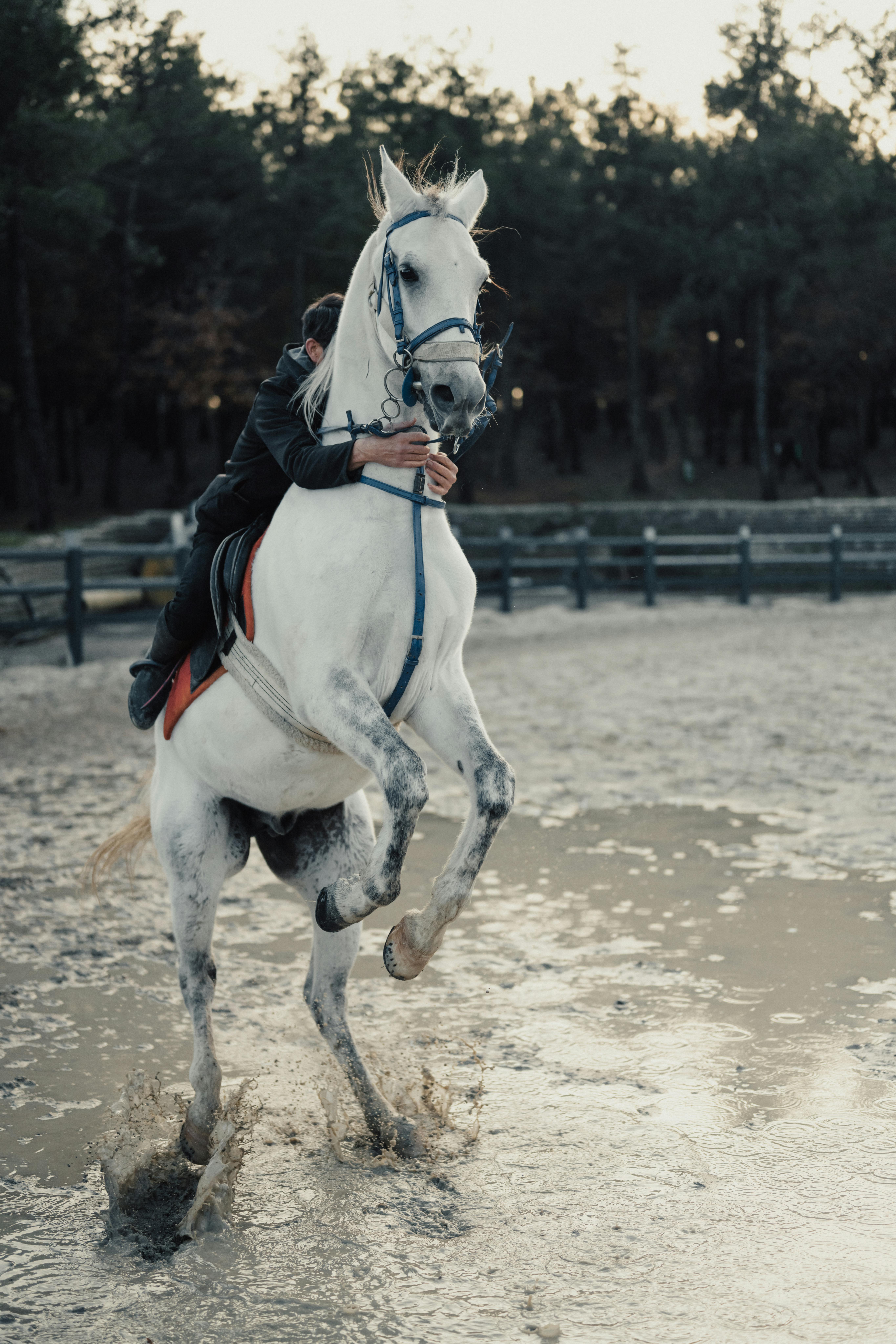 Person Riding a Horse · Free Stock Photo