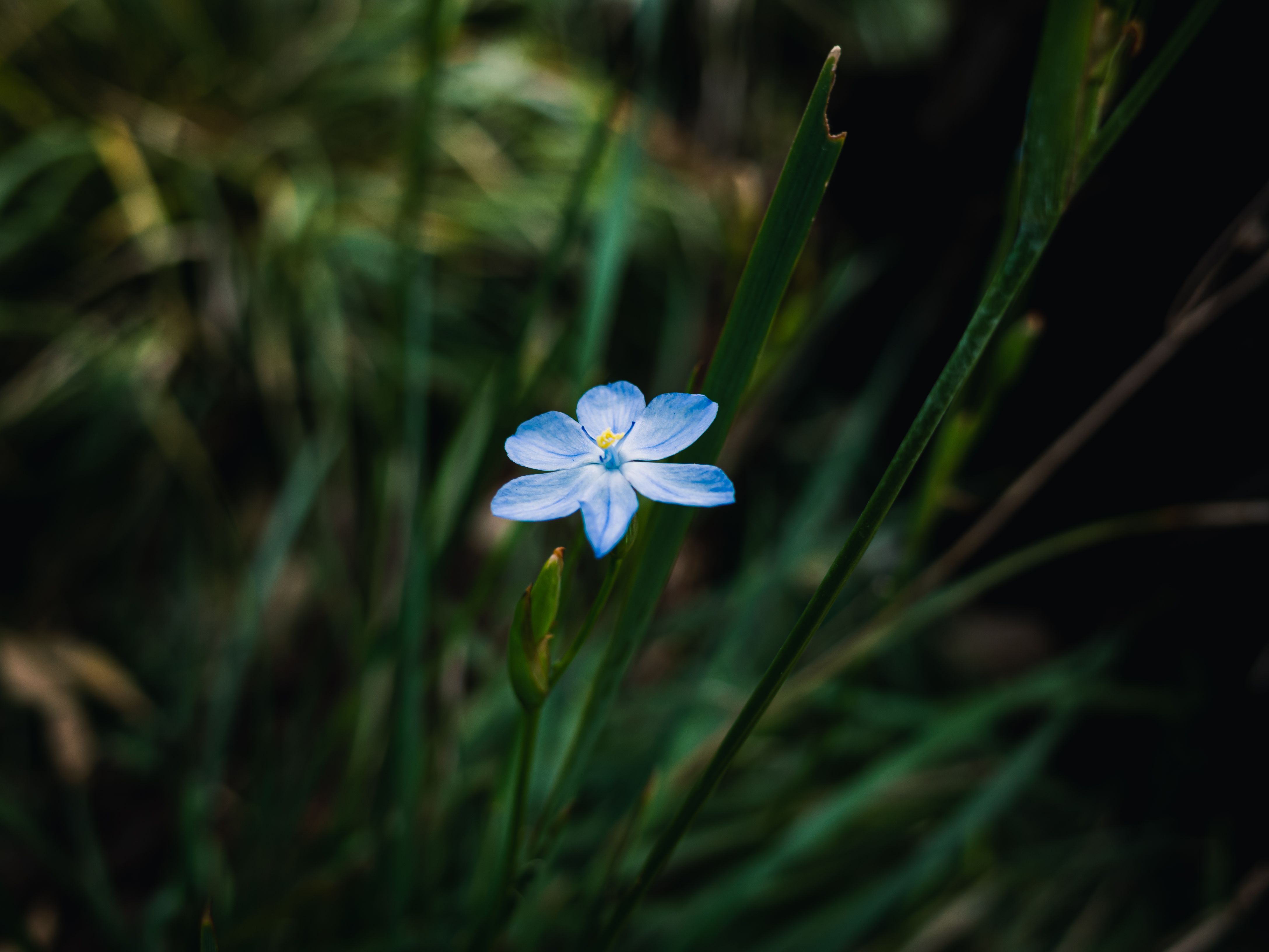 Blue Flower in Nature · Free Stock Photo