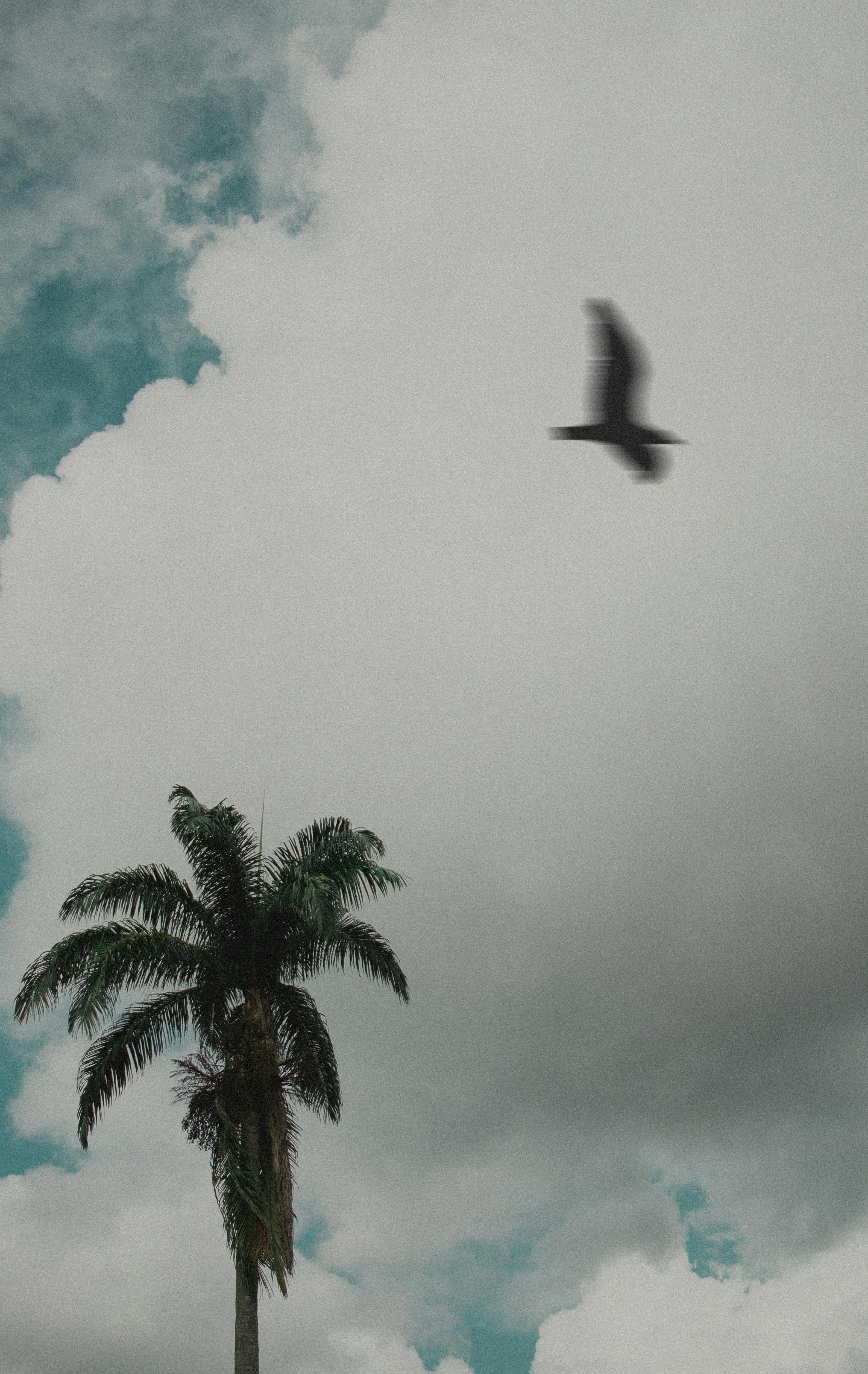 Bird Flying Above Green Tree · Free Stock Photo