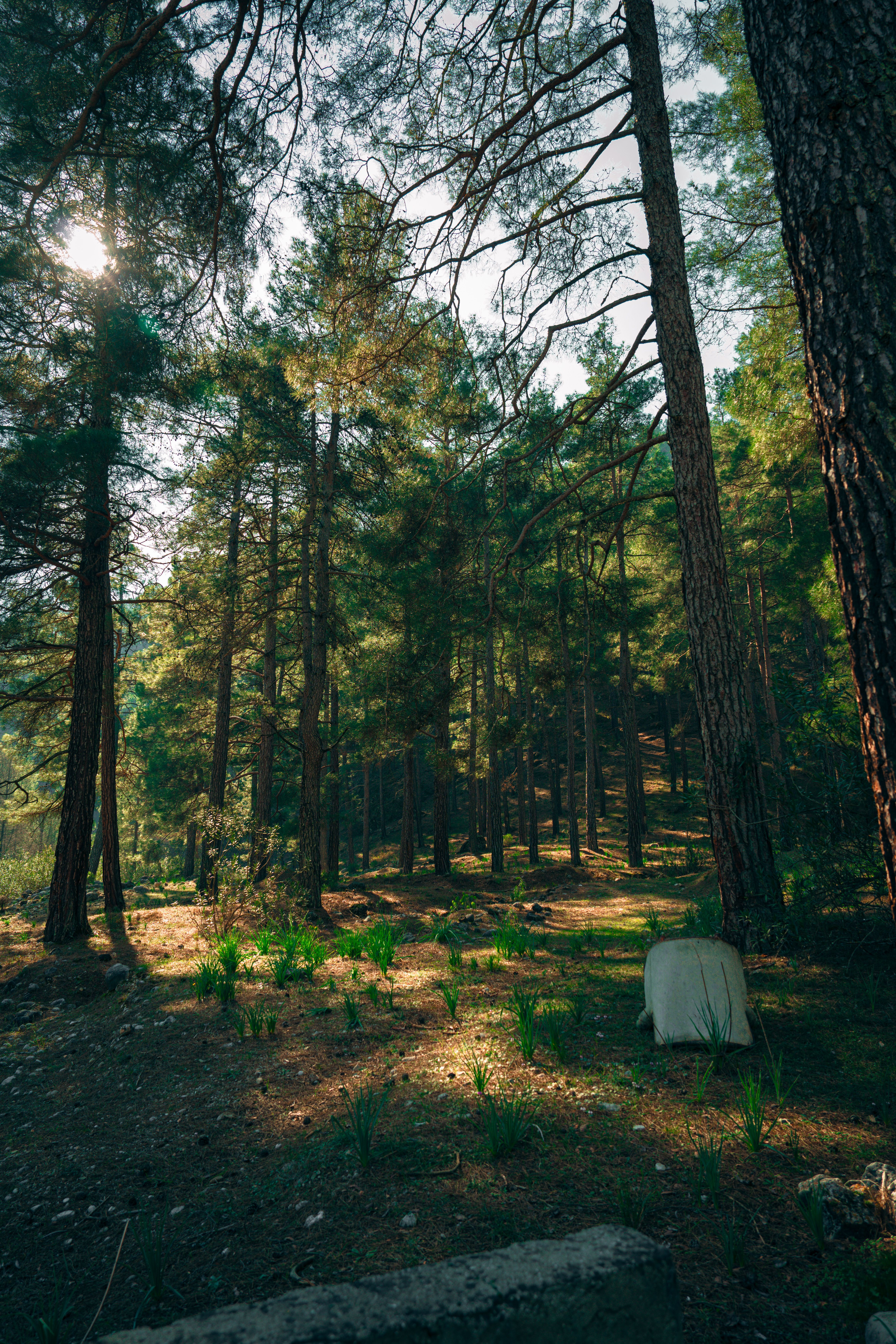 Shadow Among Trees in Dense Woods · Free Stock Photo