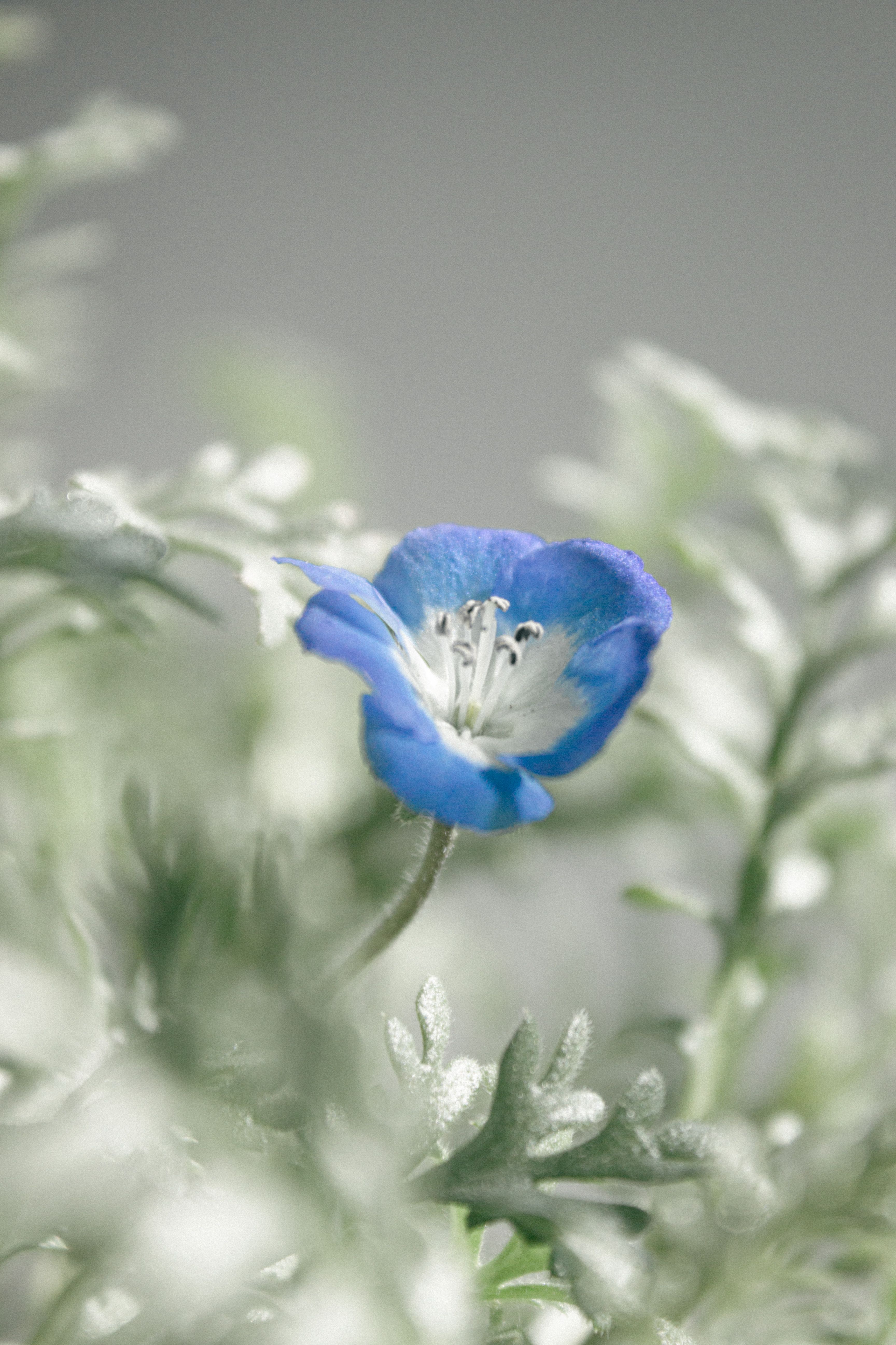 Baby Blue Eyes Flower · Free Stock Photo