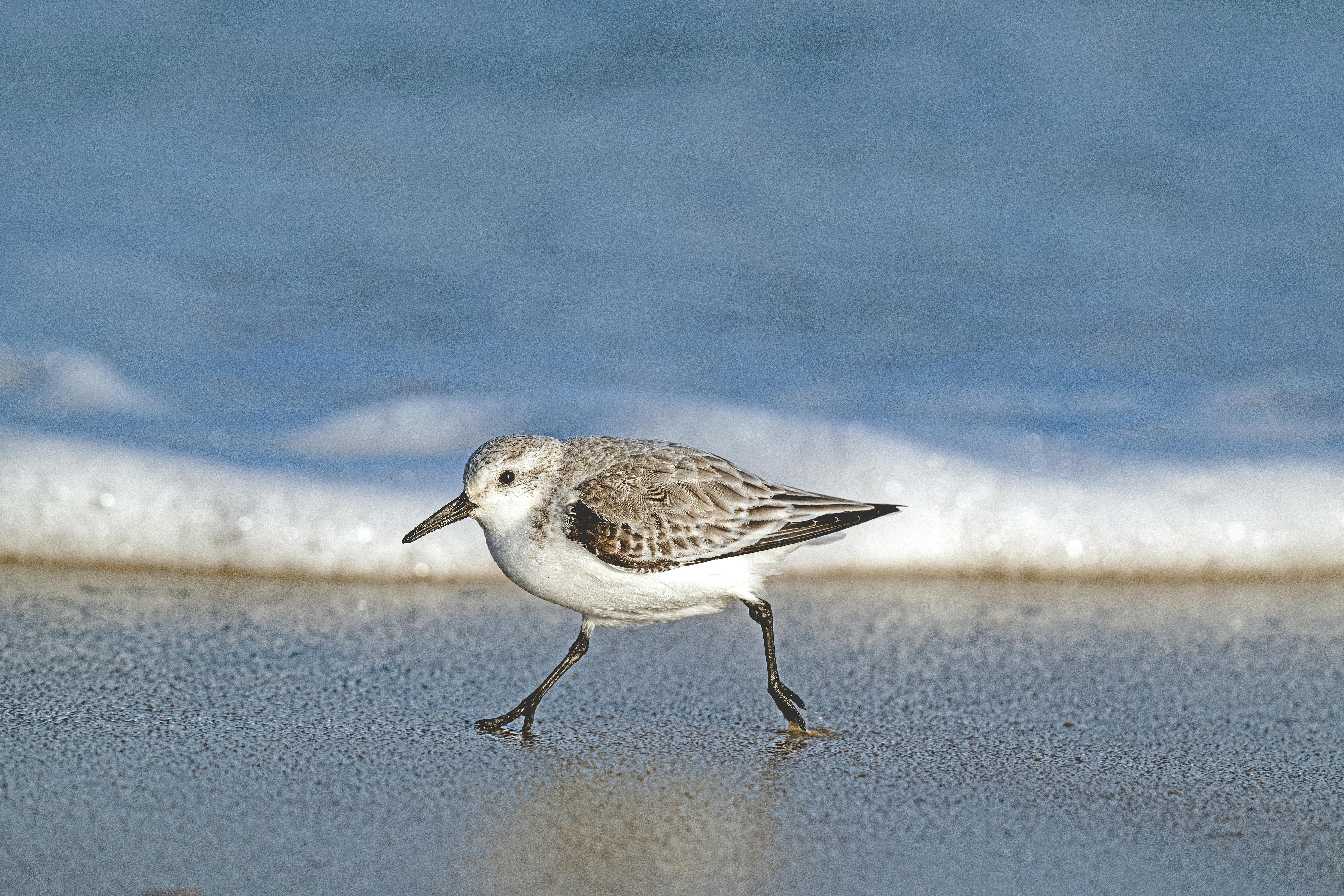 Close up of a Sanderling · Free Stock Photo
