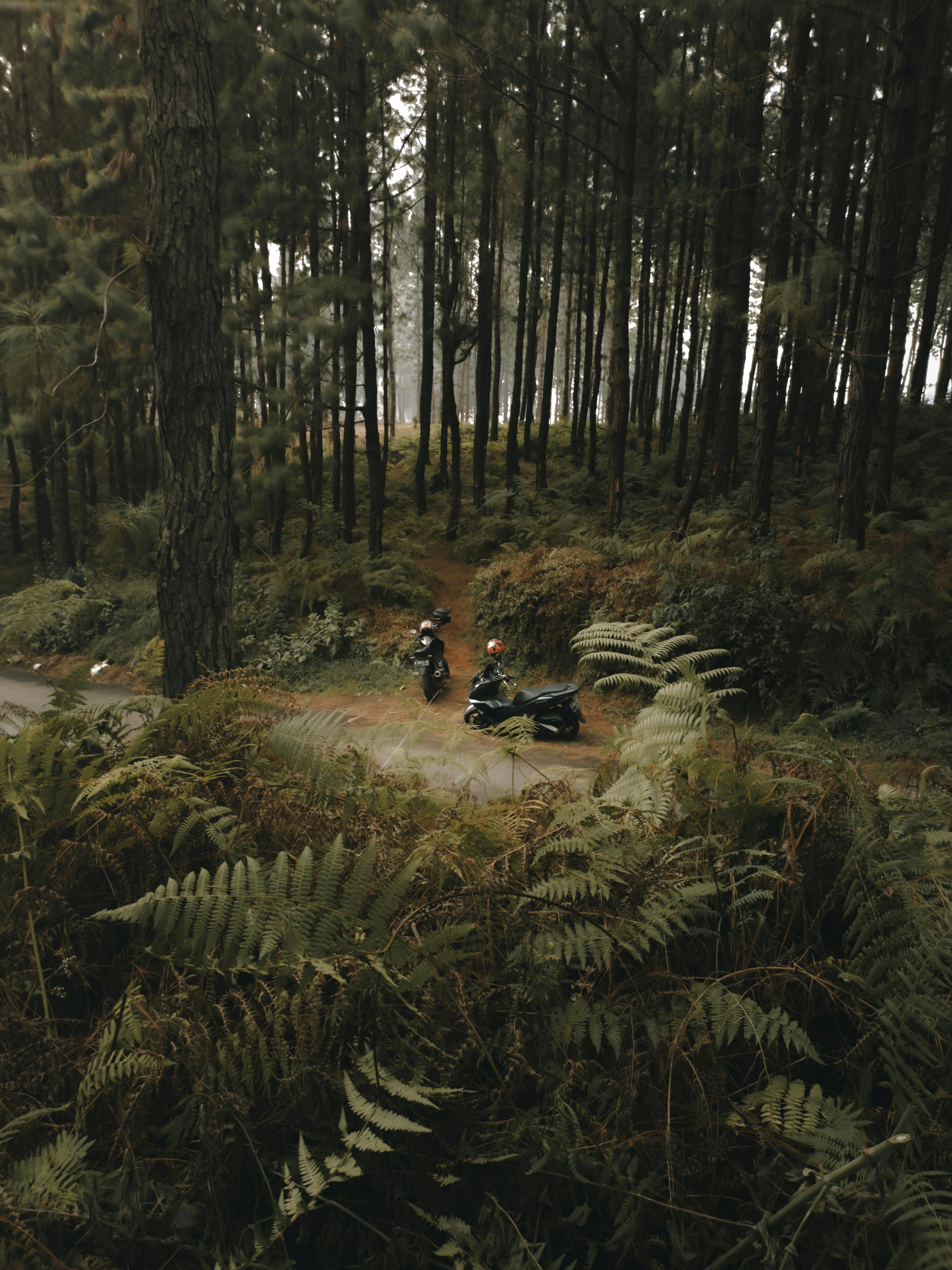 Motorcycles in Forest · Free Stock Photo
