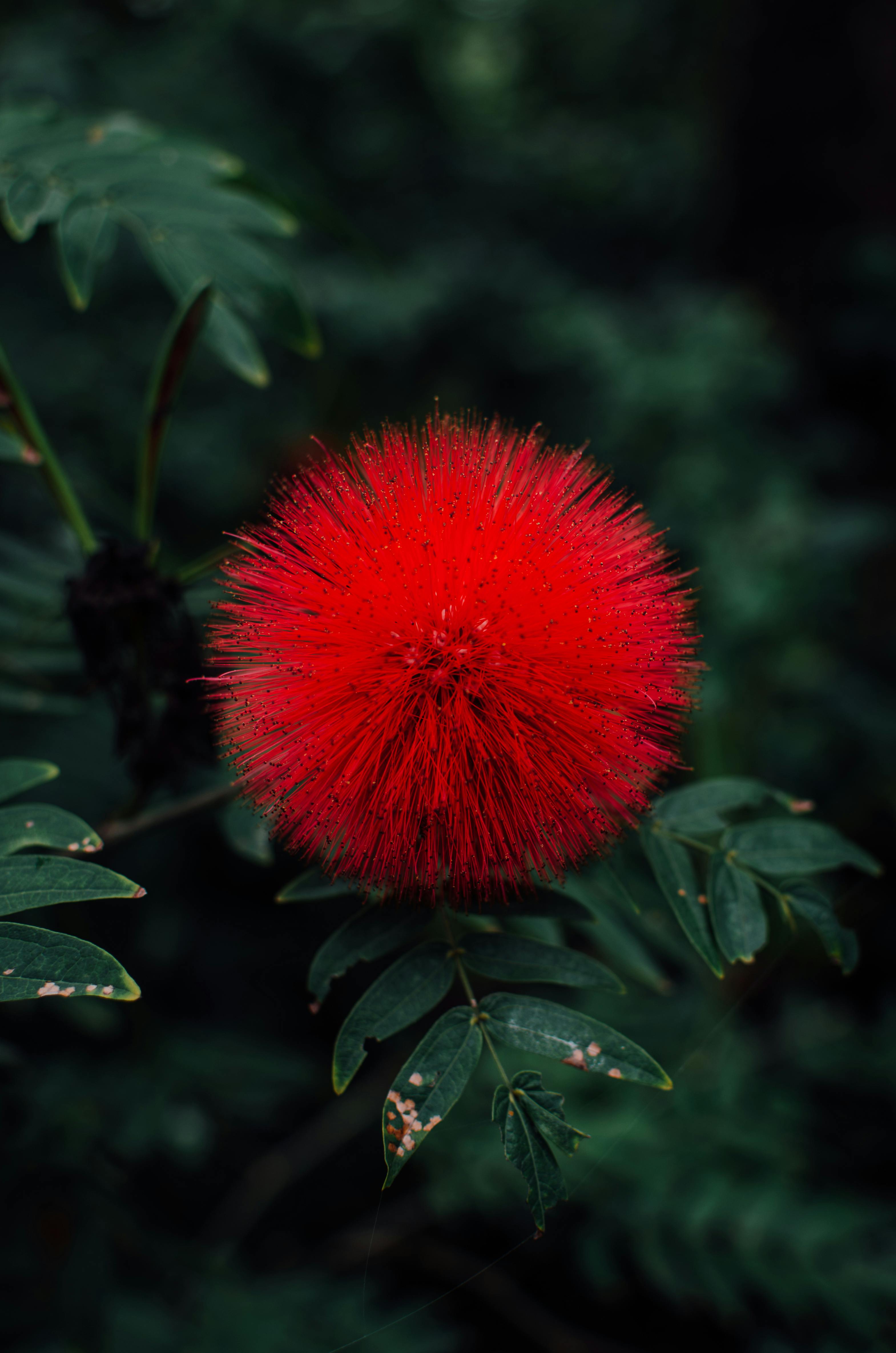 Calliandra Flower Photos, Download The BEST Free Calliandra Flower ...