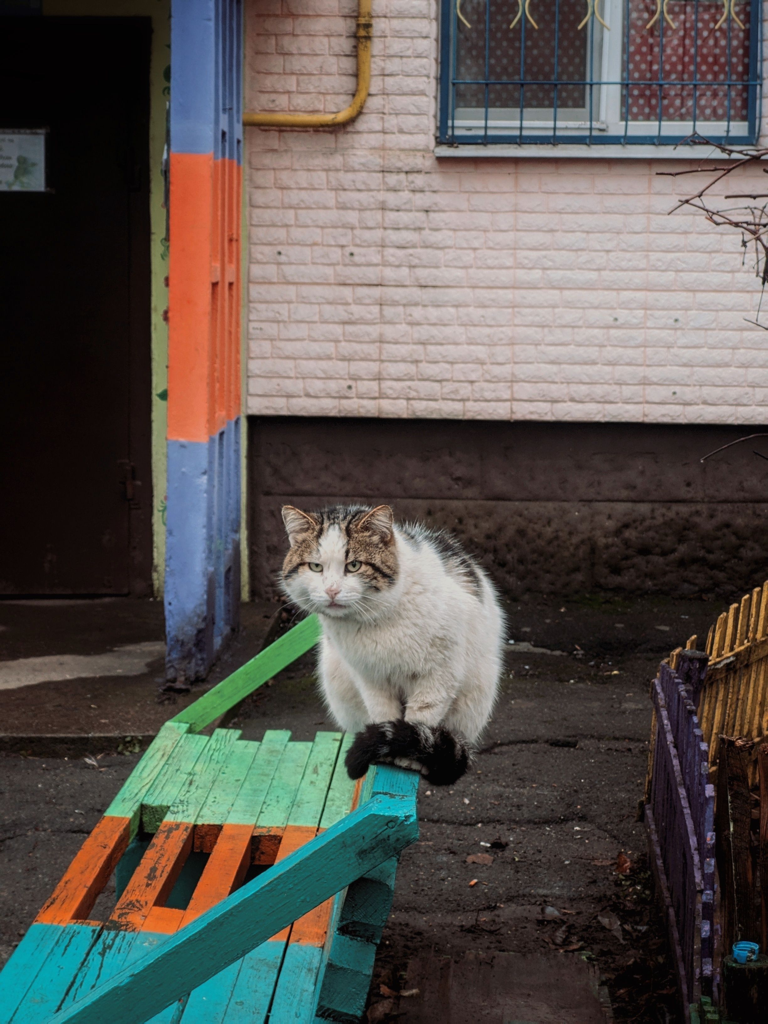 Cat Sitting on Colorful Bench · Free Stock Photo