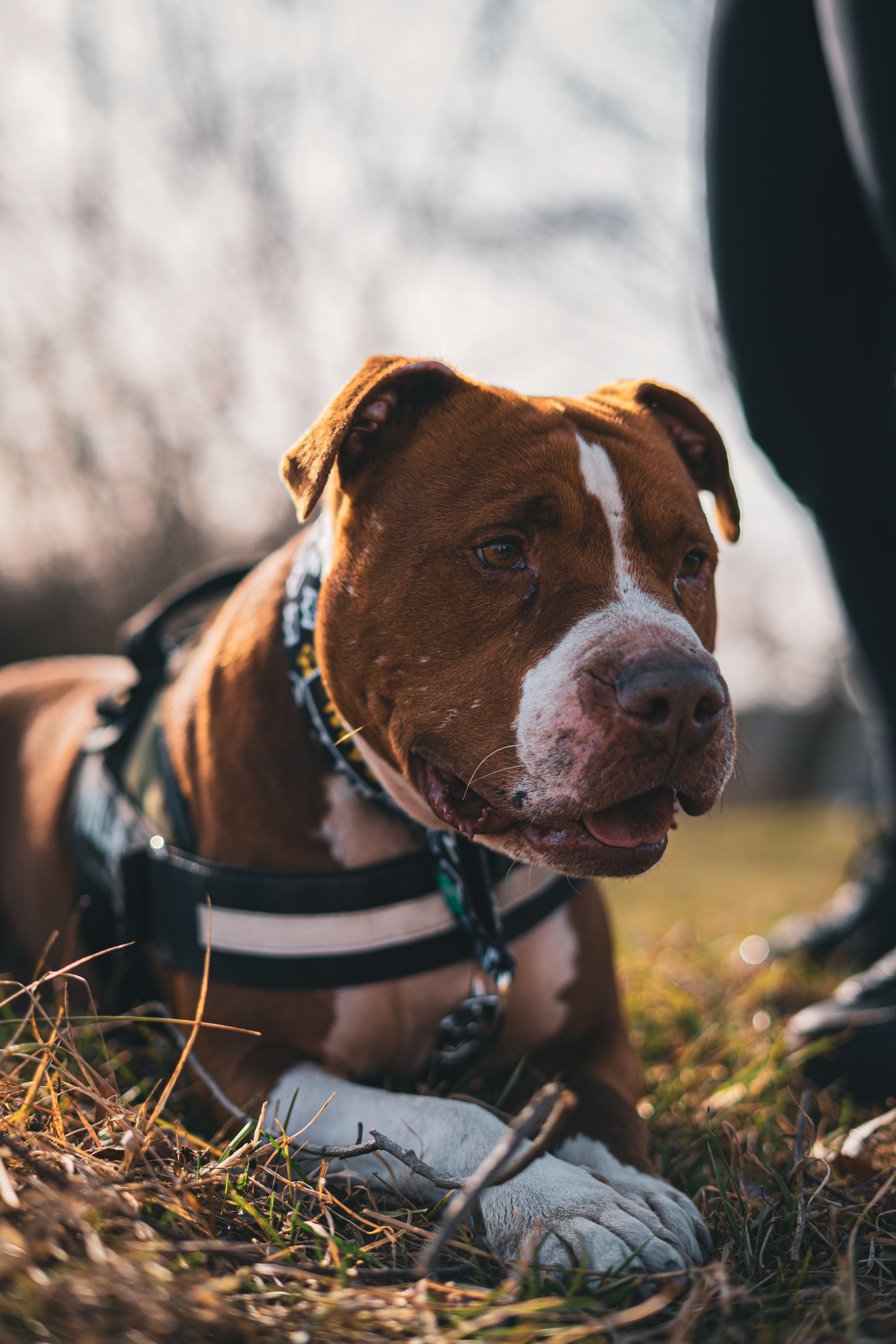 Pitbull Lying Down on Ground · Free Stock Photo
