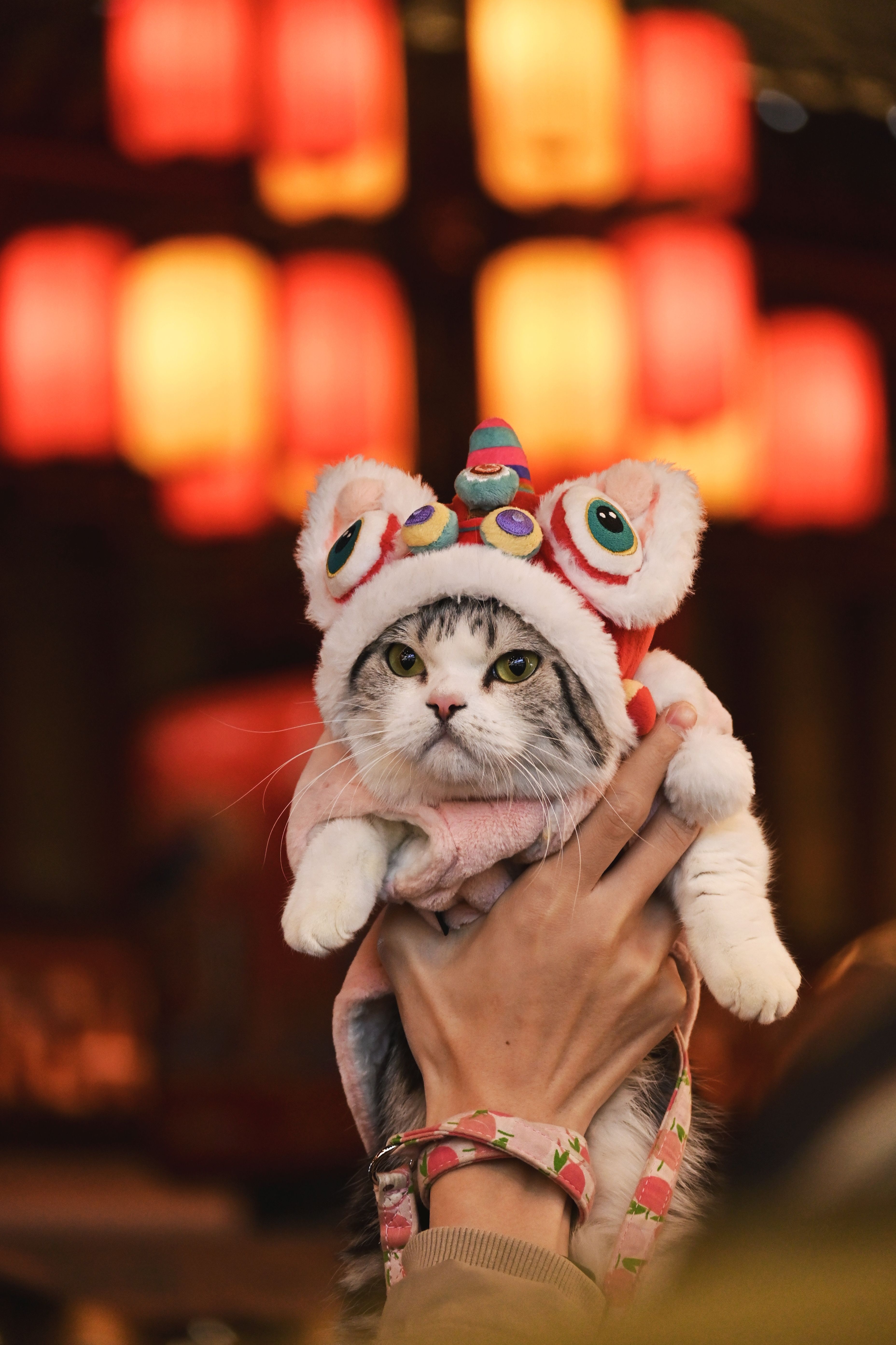 Adorable Cat in Hat · Free Stock Photo