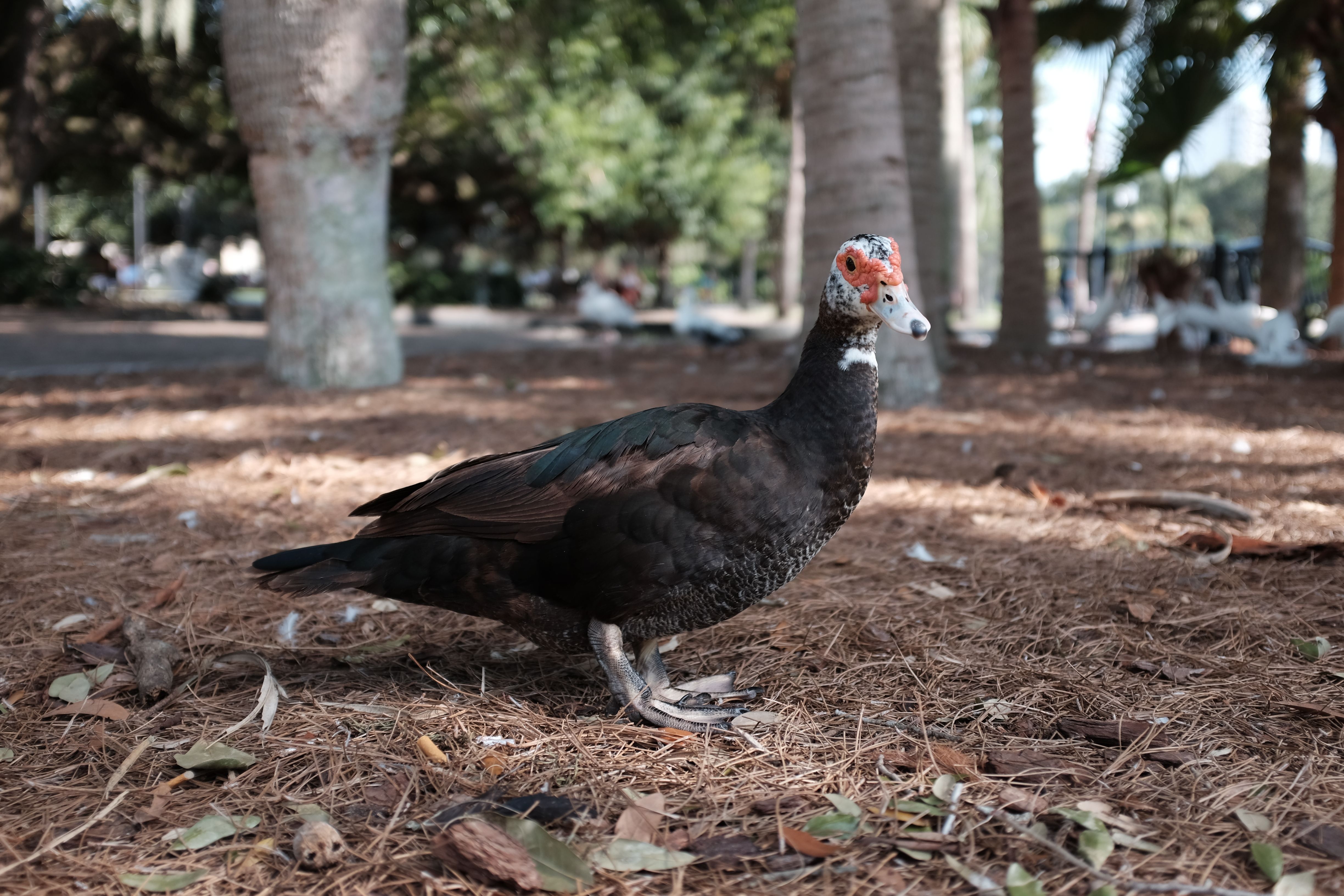 Domestic Muscovy Duck In a Park · Free Stock Photo
