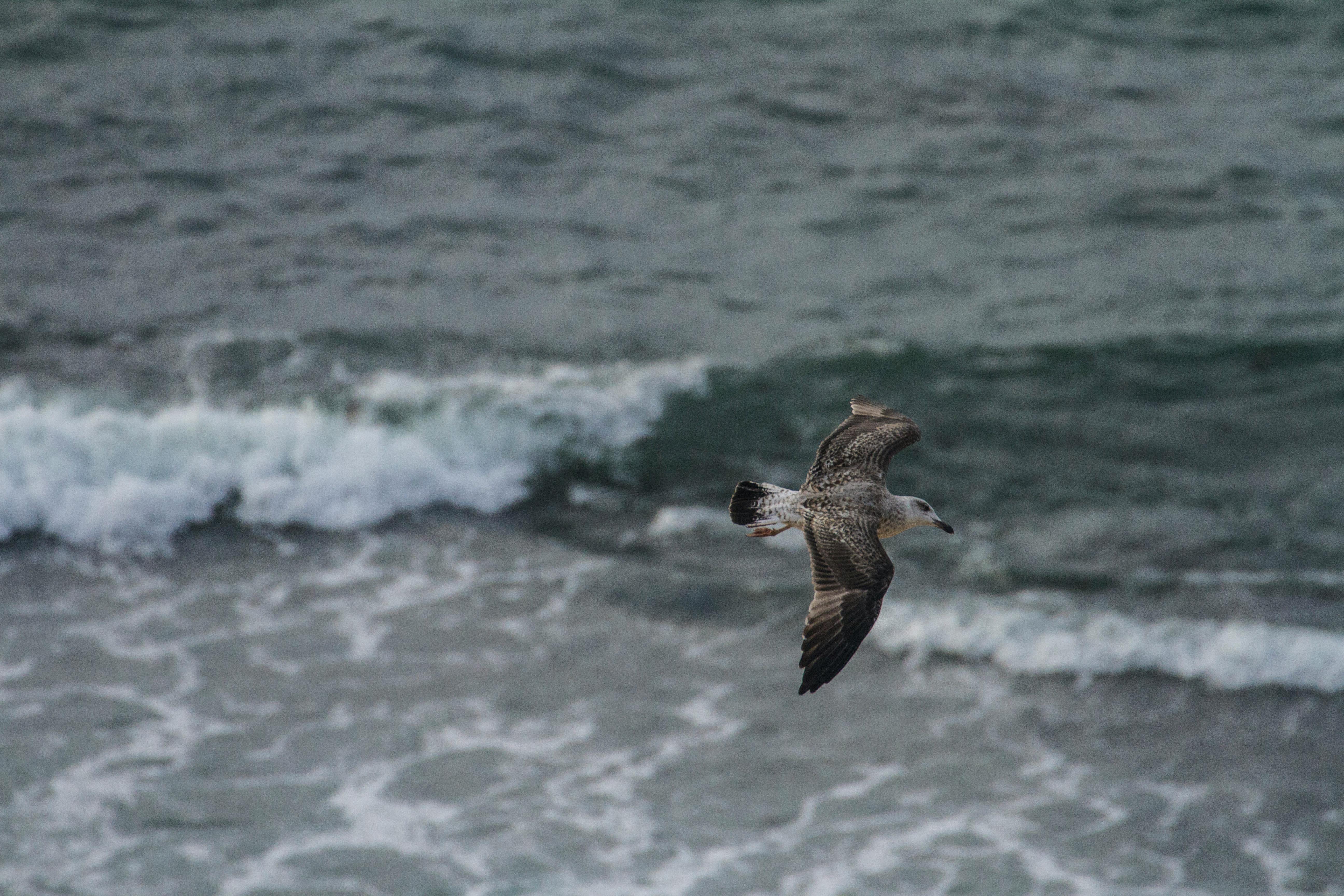 Seagull Flying over Ocean Waves · Free Stock Photo