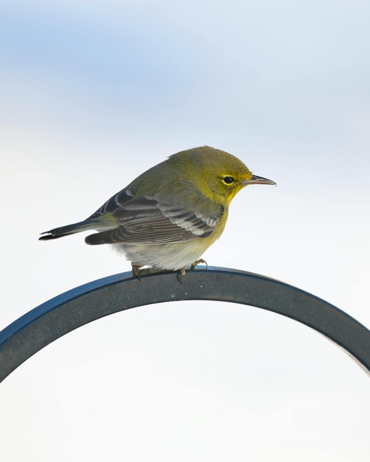 Vireo Bird Photos, Download The BEST Free Vireo Bird Stock Photos & HD ...
