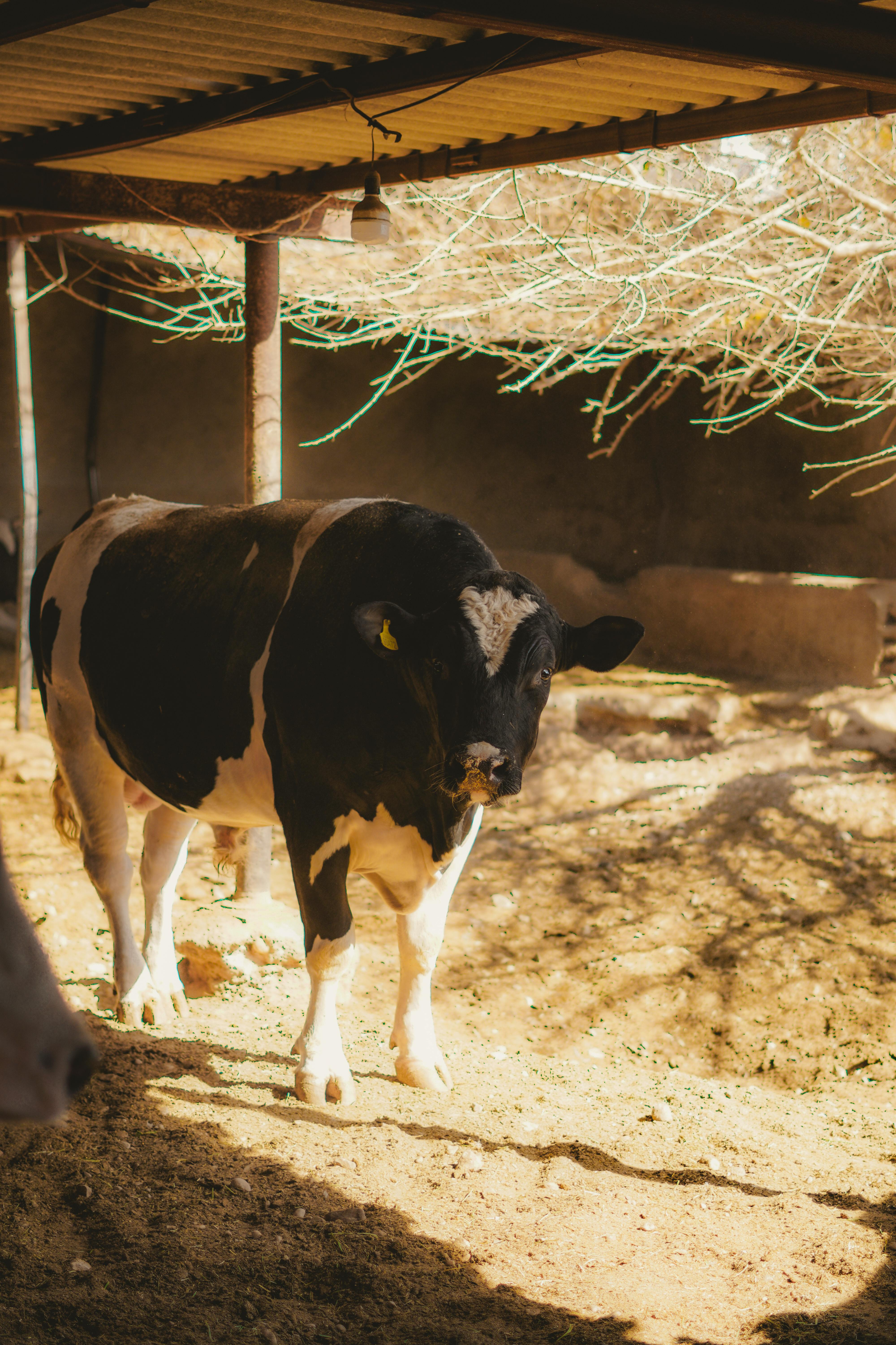 Cow under Roof on Farm · Free Stock Photo