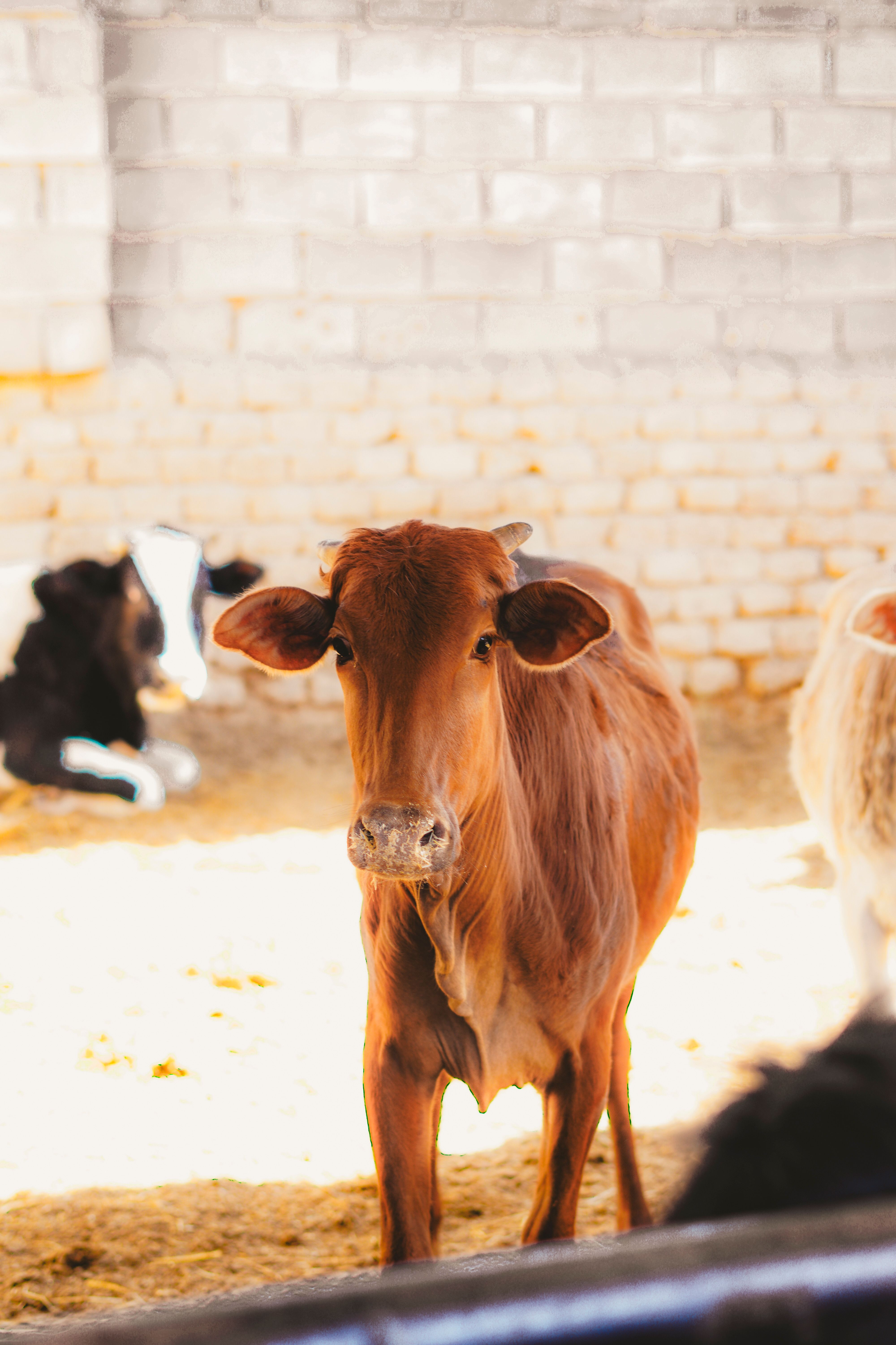 Brown Cow on Farm · Free Stock Photo
