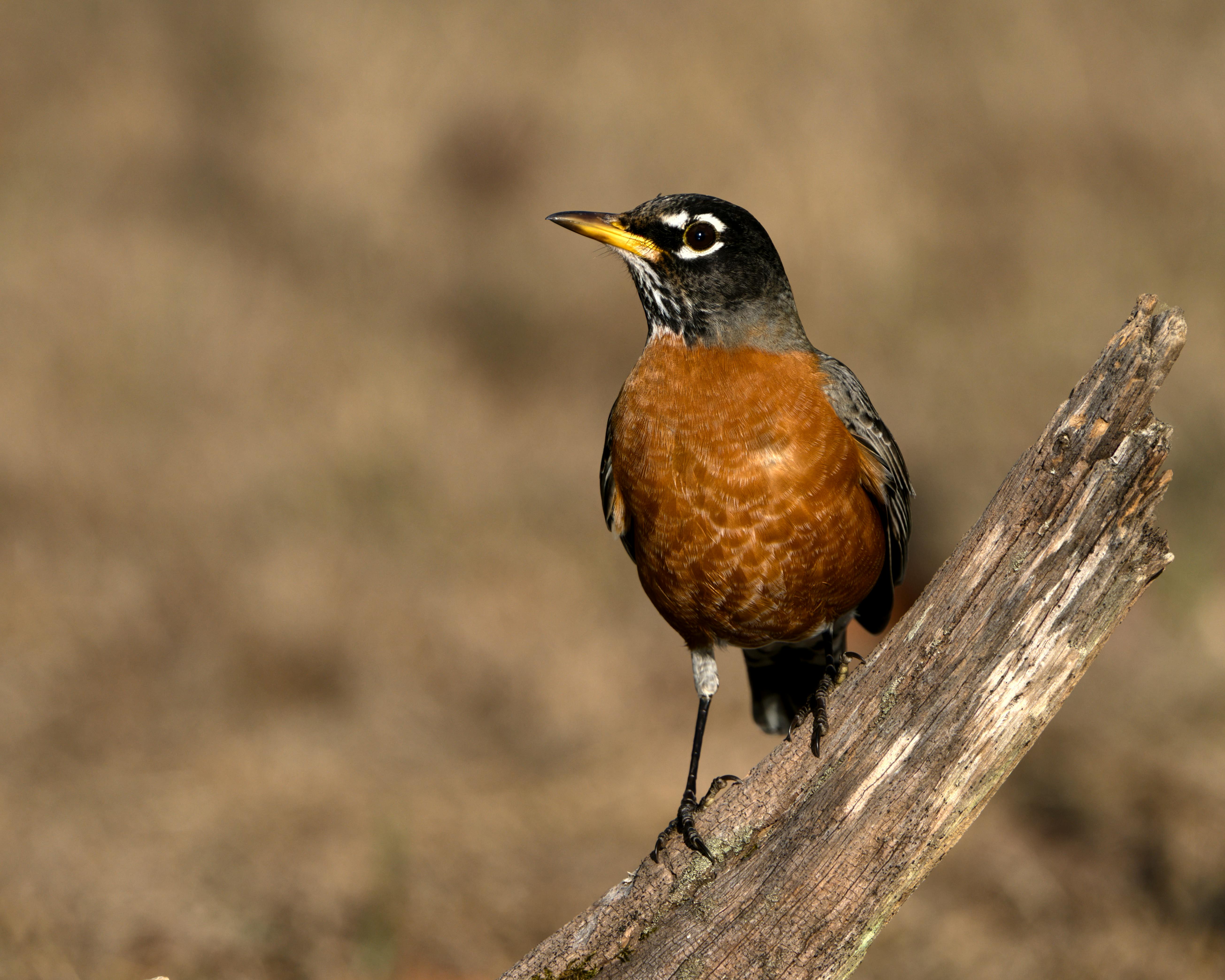 American Robin · Free Stock Photo