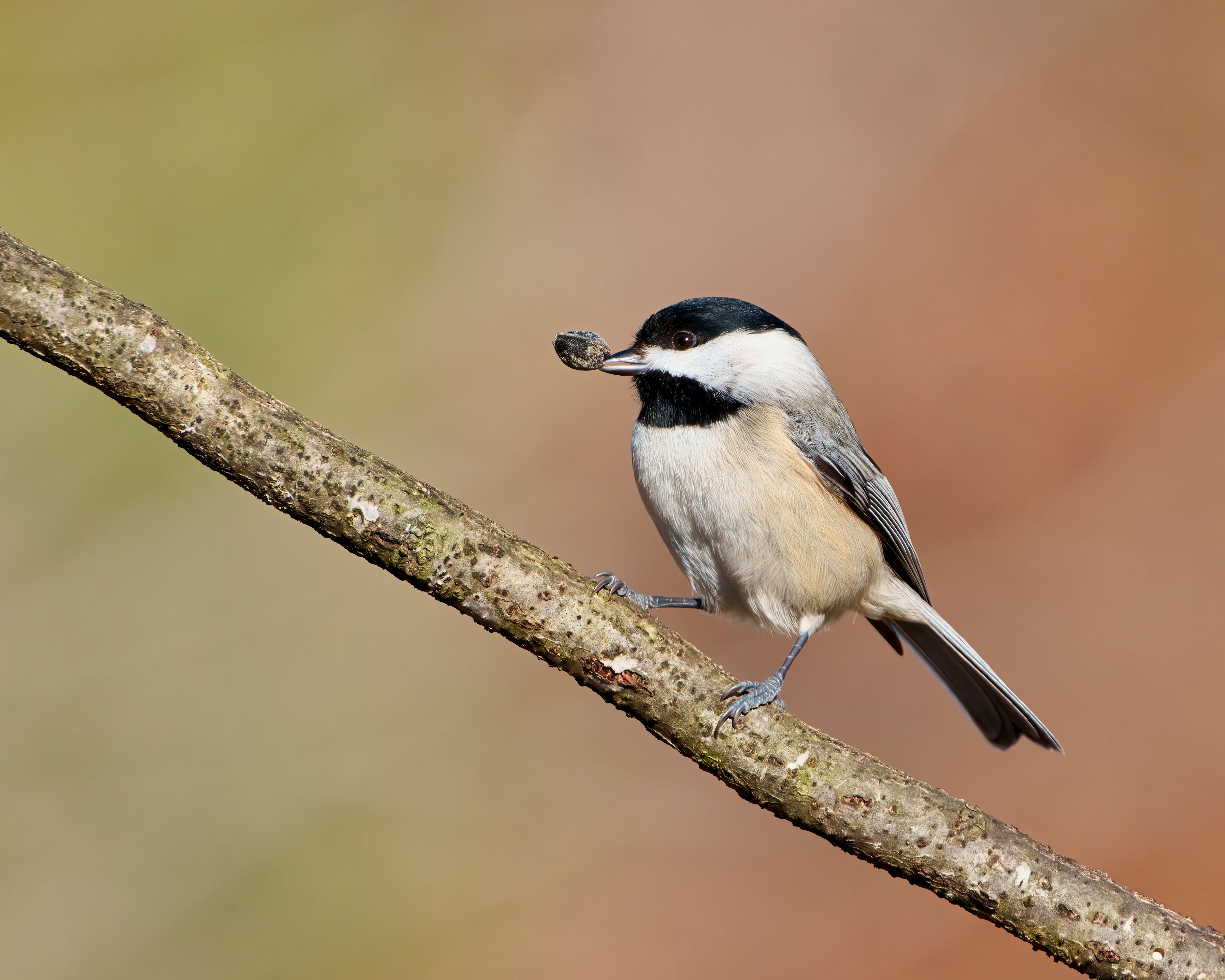 Poecile Carolinensis Photos, Download The BEST Free Poecile ...