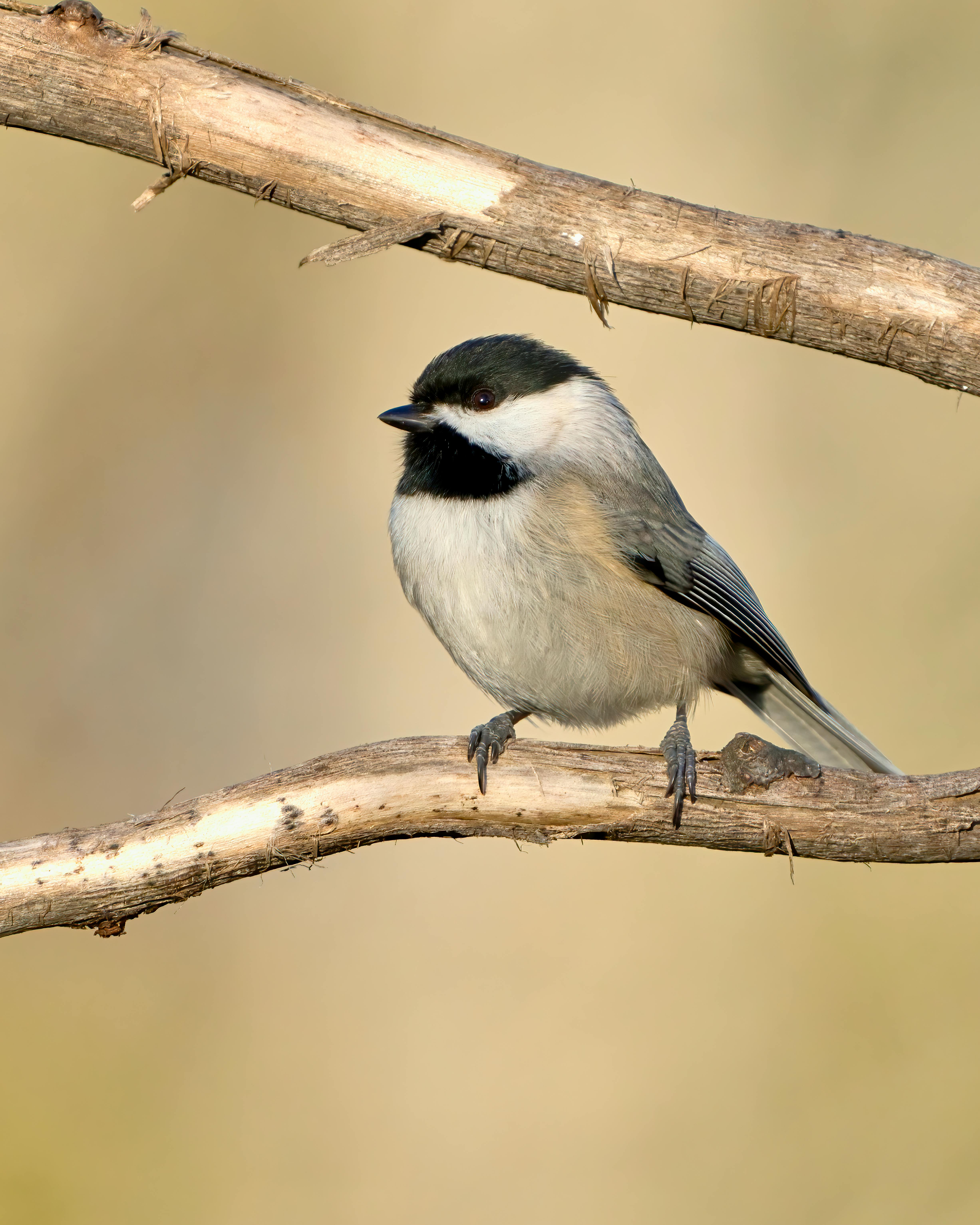 Carolina Chickadee on Branch · Free Stock Photo