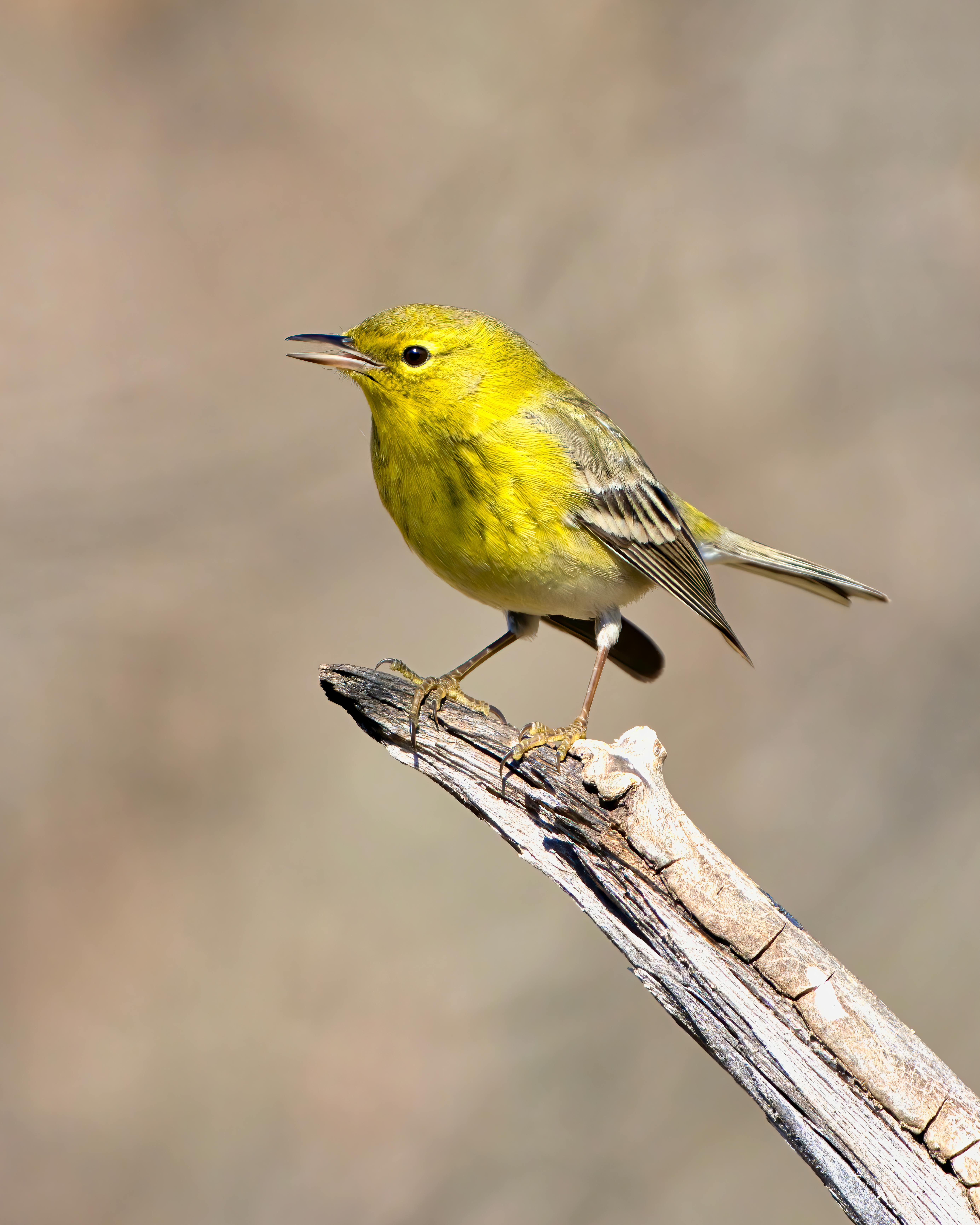 Pine Warbler Bird · Free Stock Photo