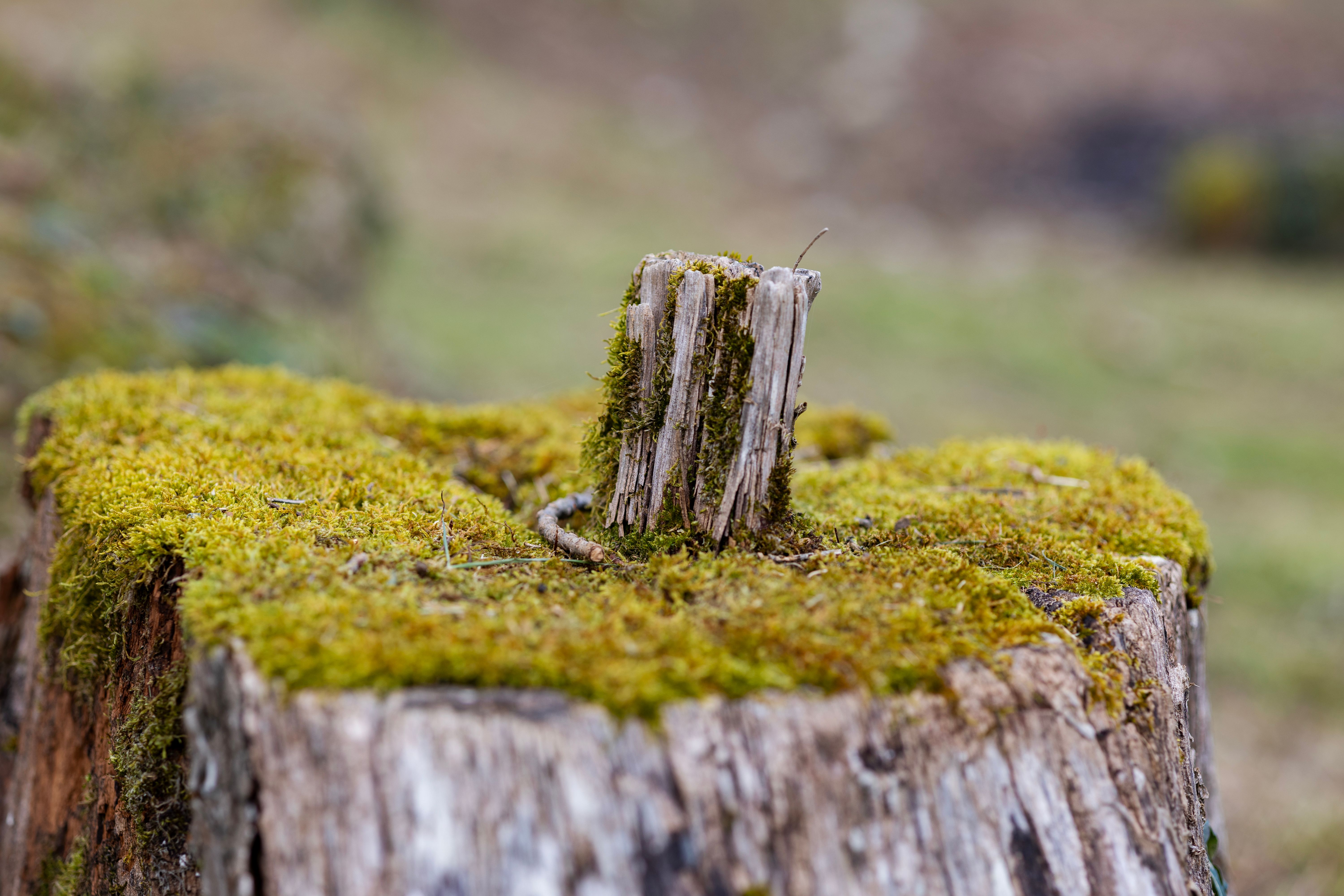 Close-up of an Old Tree Stump Covered in Moss · Free Stock Photo
