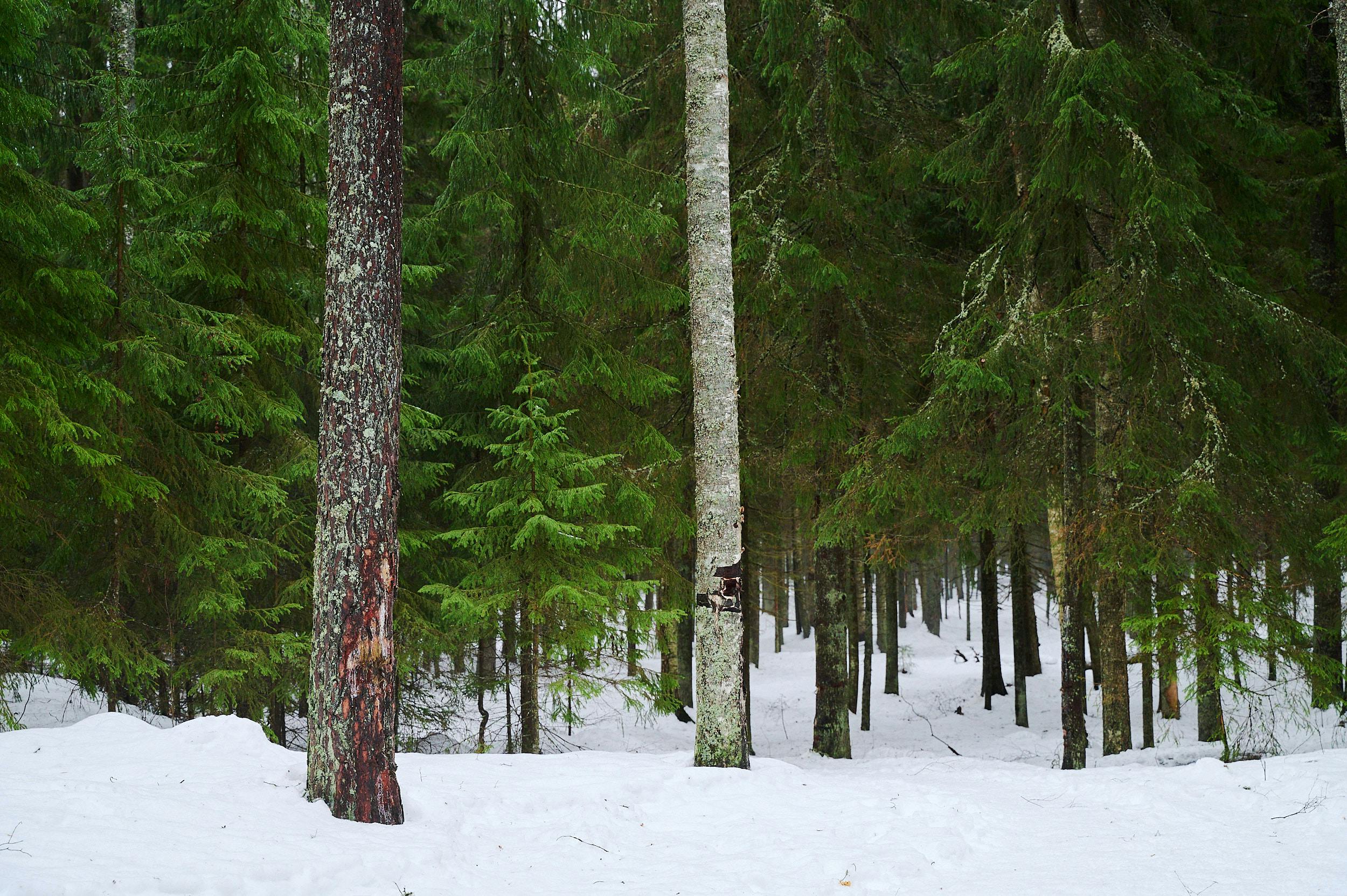 Forest Trees in Winter · Free Stock Photo