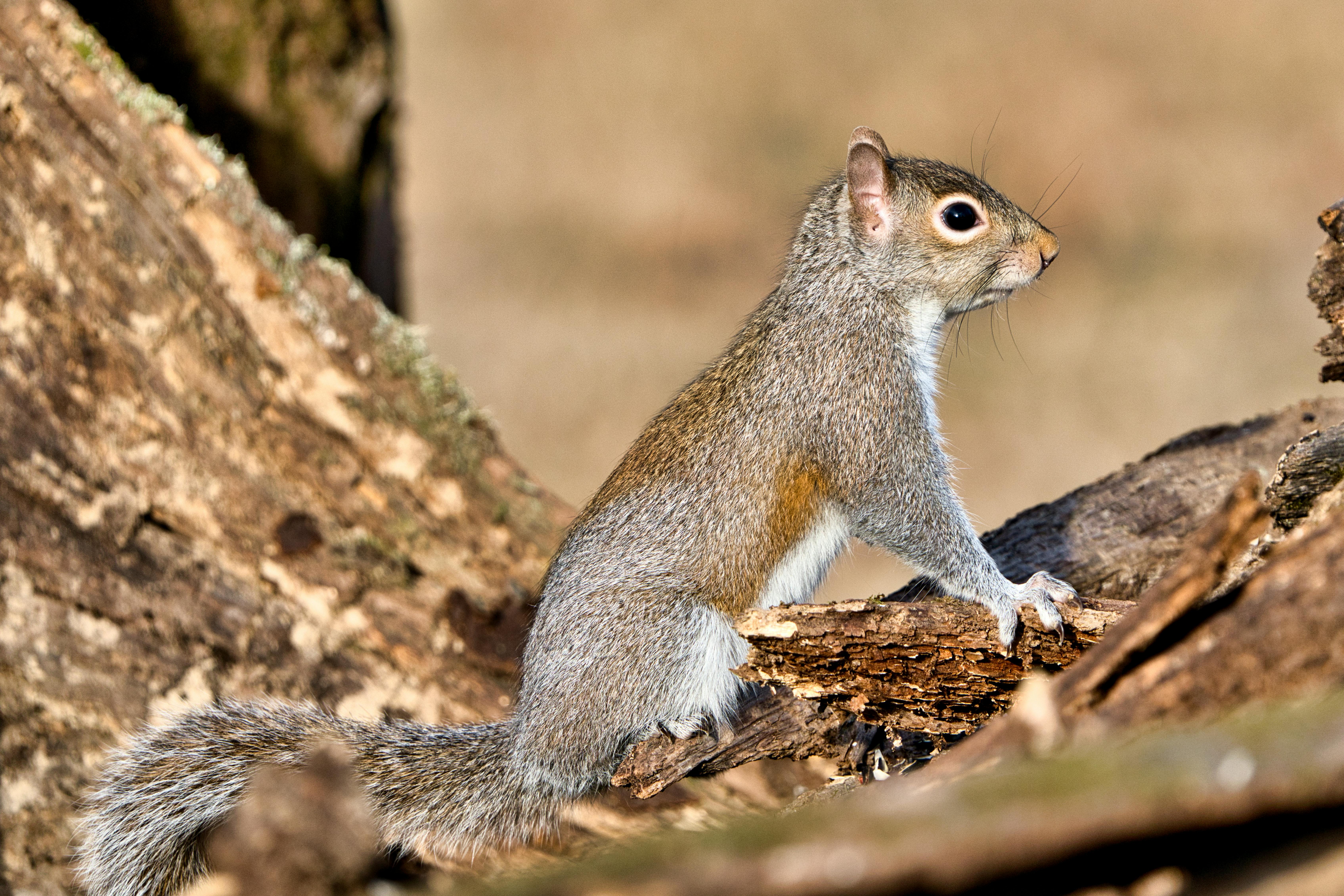 Eatsern Gray Squirrel in Nature · Free Stock Photo