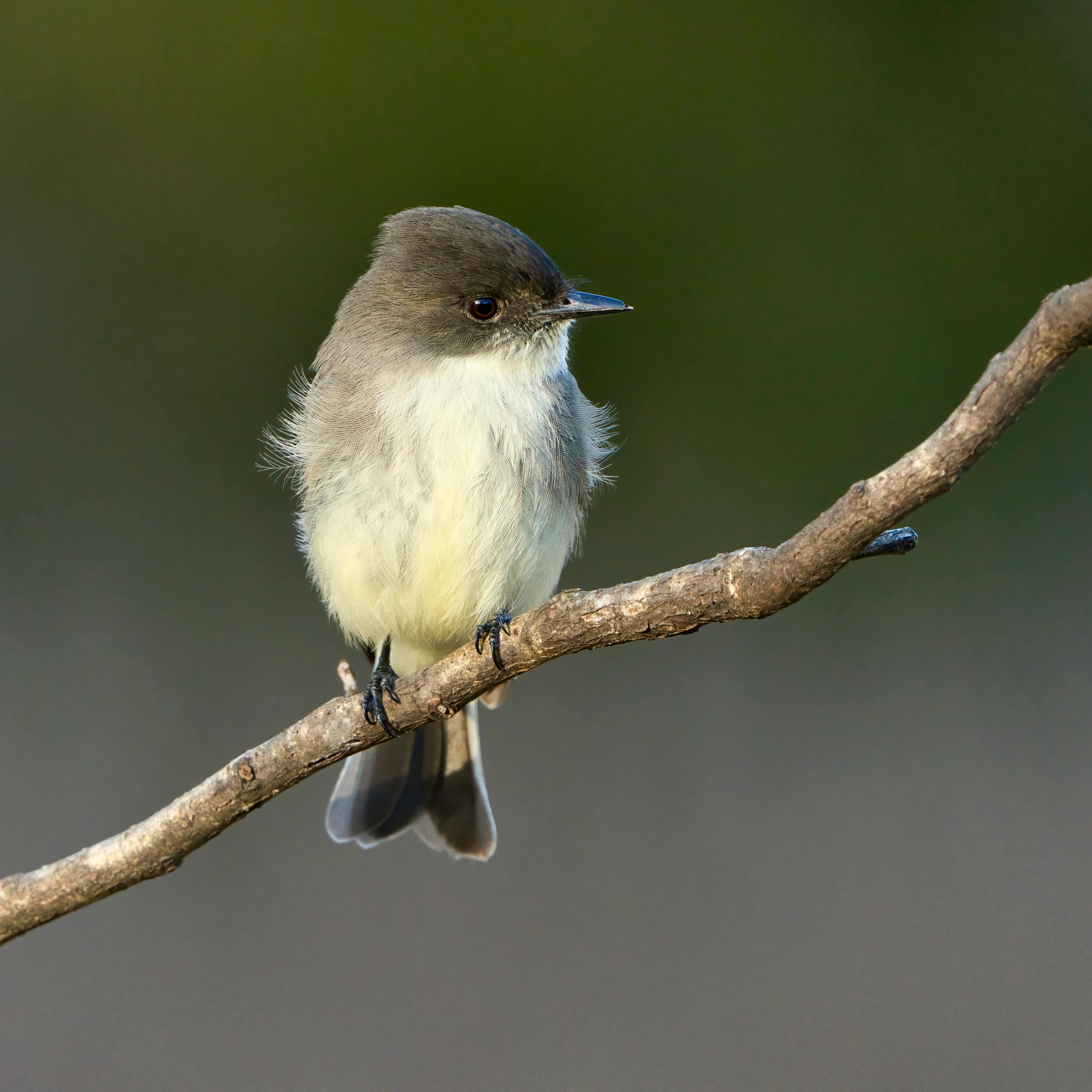 Eastern Phoebe Bird on Branch · Free Stock Photo