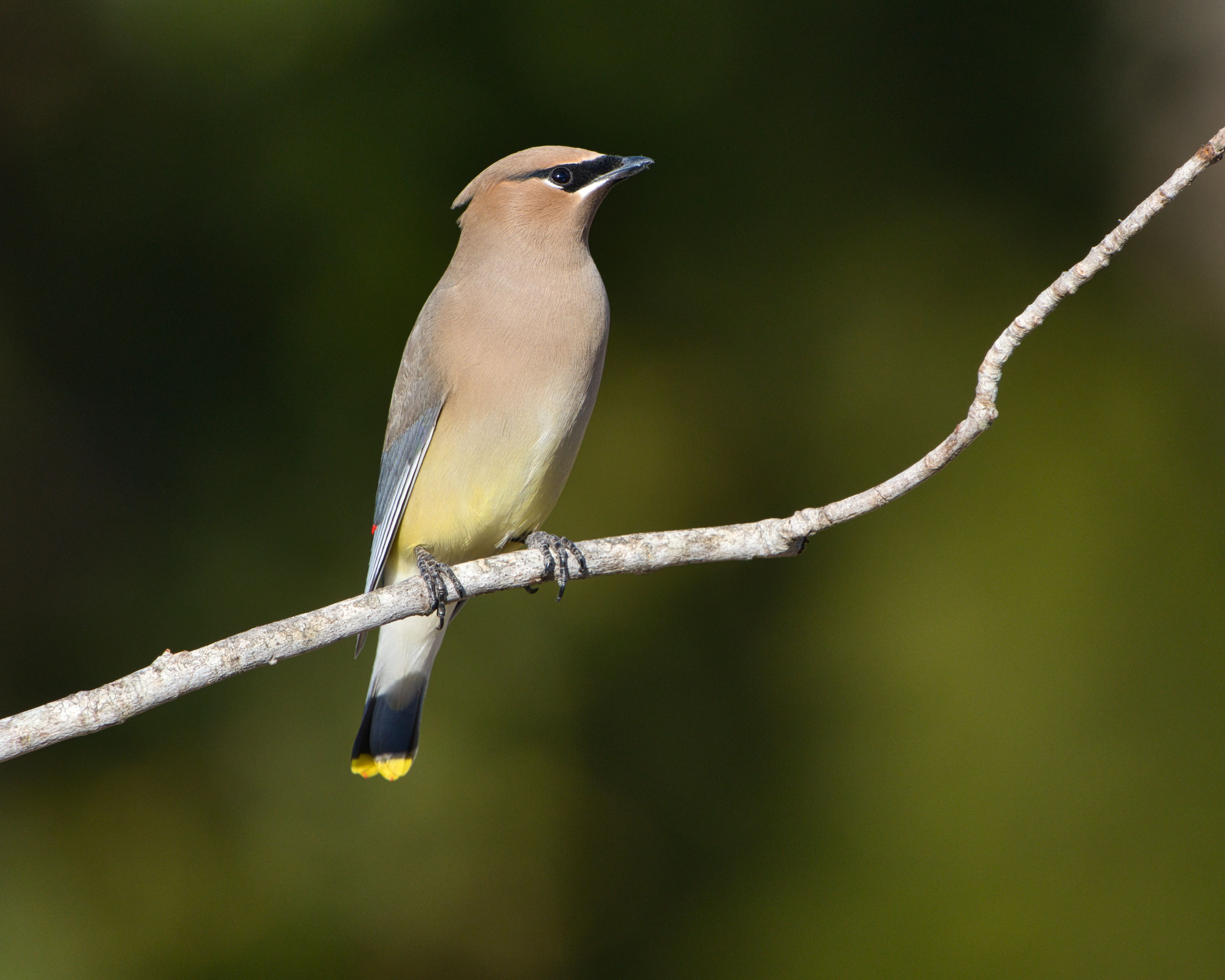 Cedar Waxwing Bird · Free Stock Photo
