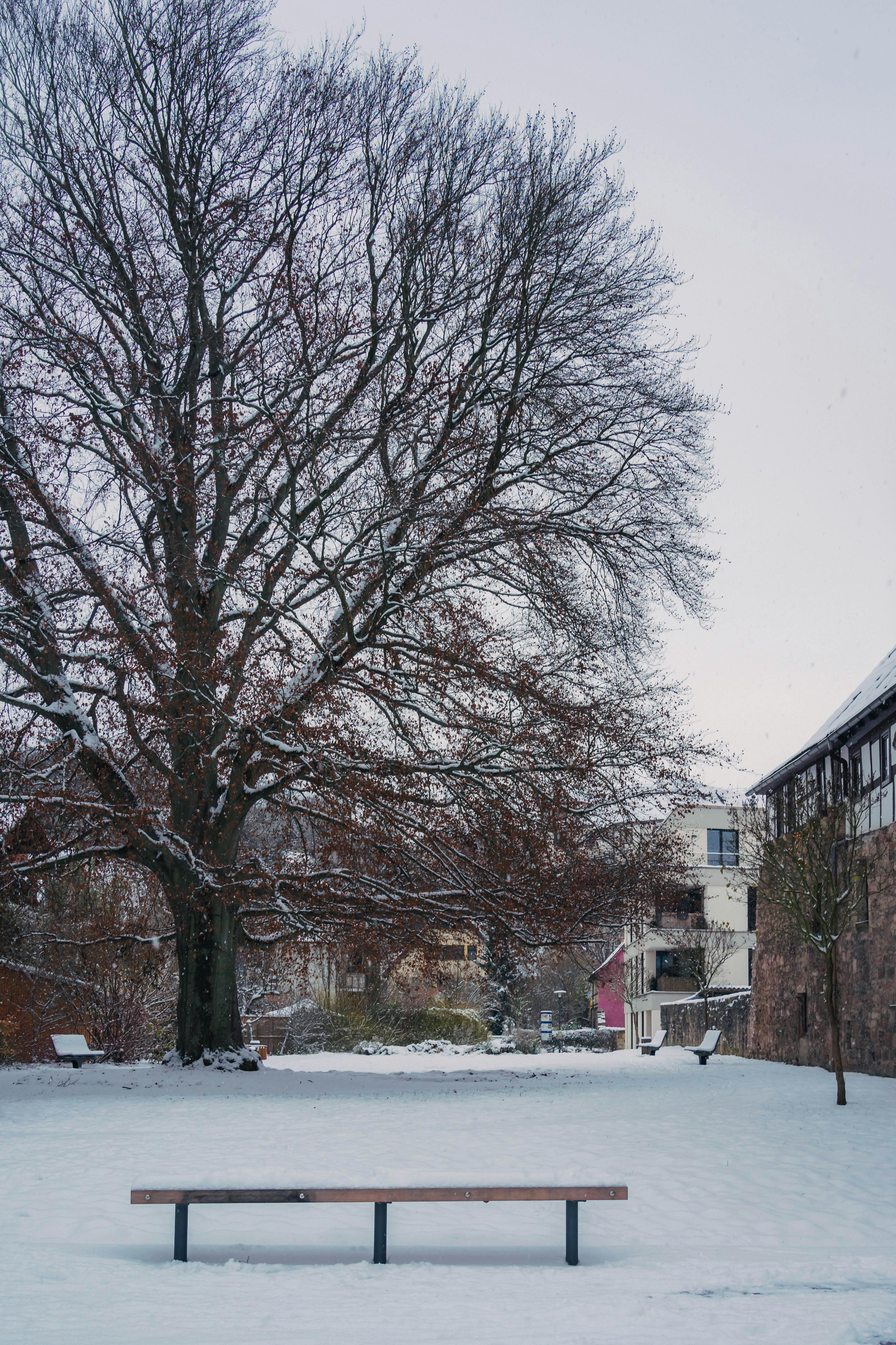 Snow on Square with Tree in Town · Free Stock Photo