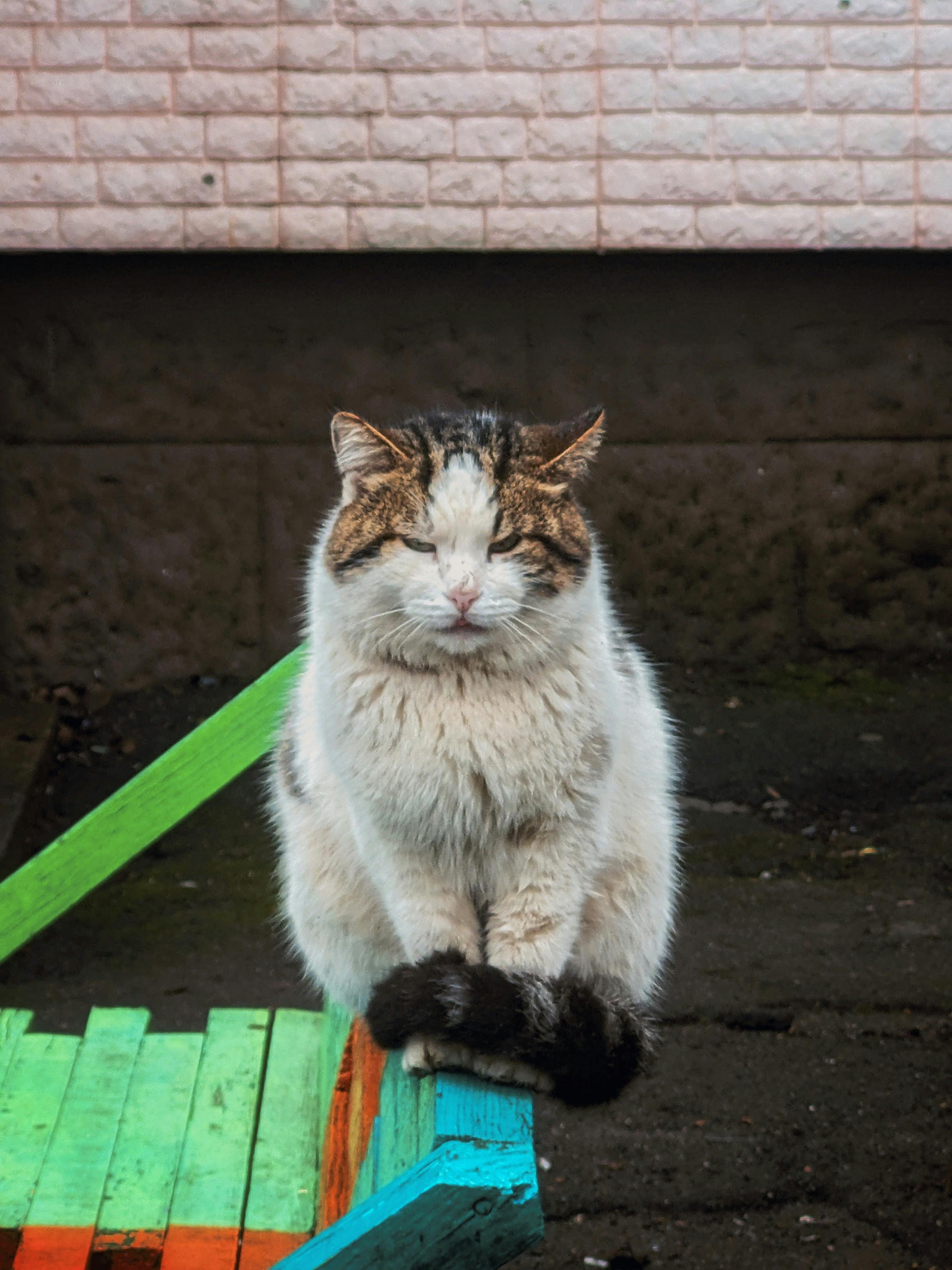 Cat Sitting on Bench · Free Stock Photo