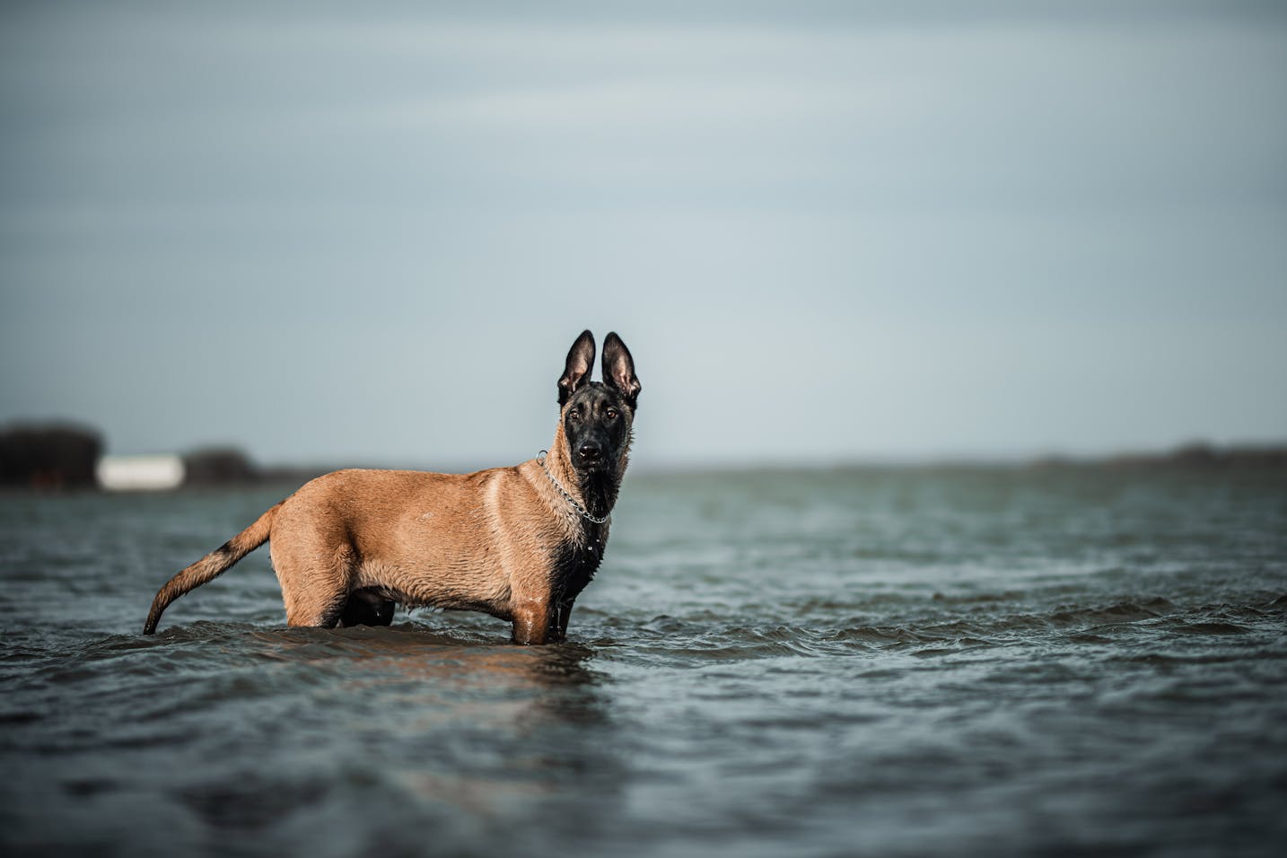 Belgian Malinois Dutch Shepherd Mix: A Complete Guide