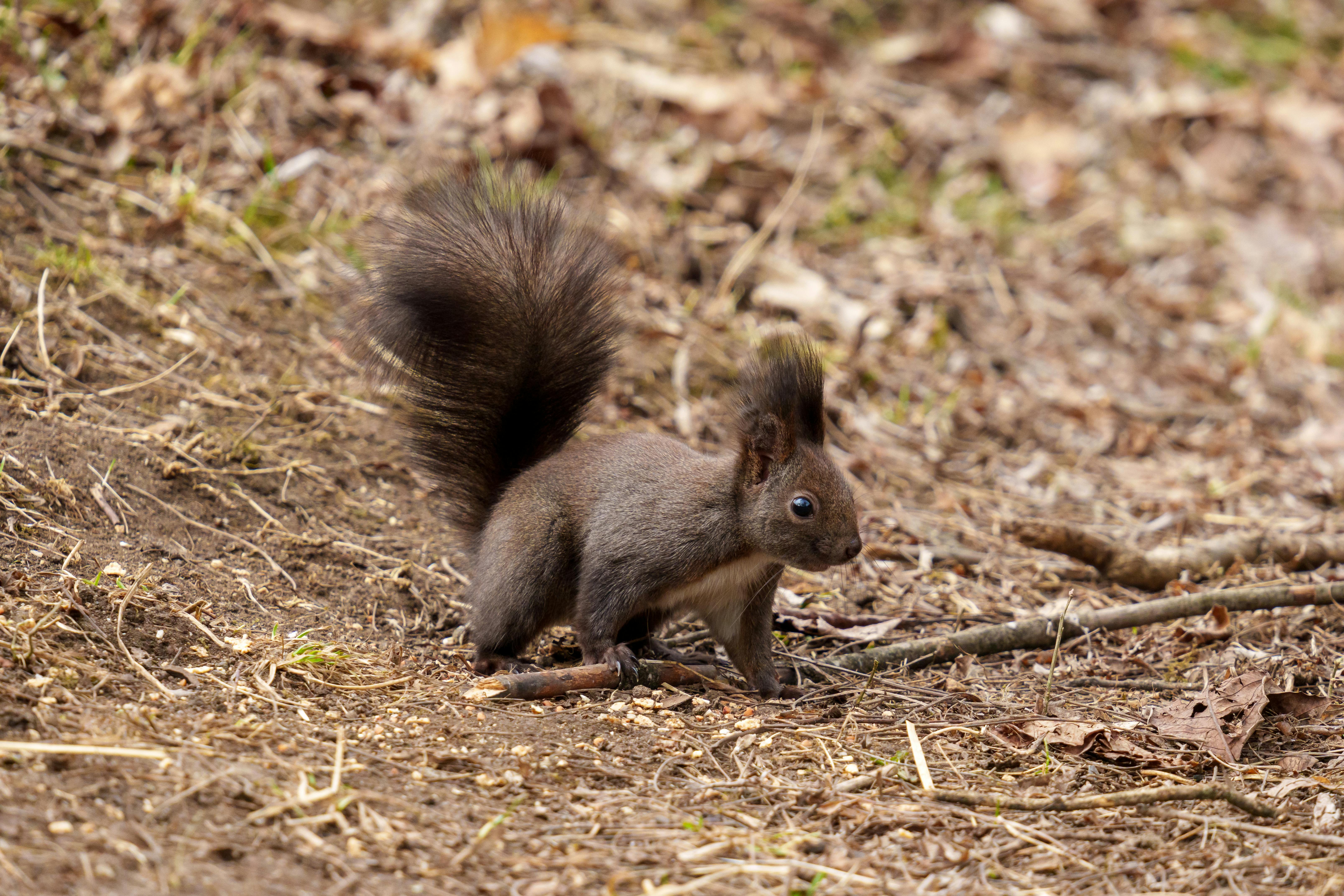squirrel, (family Sciuridae), generally, any of the 50 genera and 268 ...
