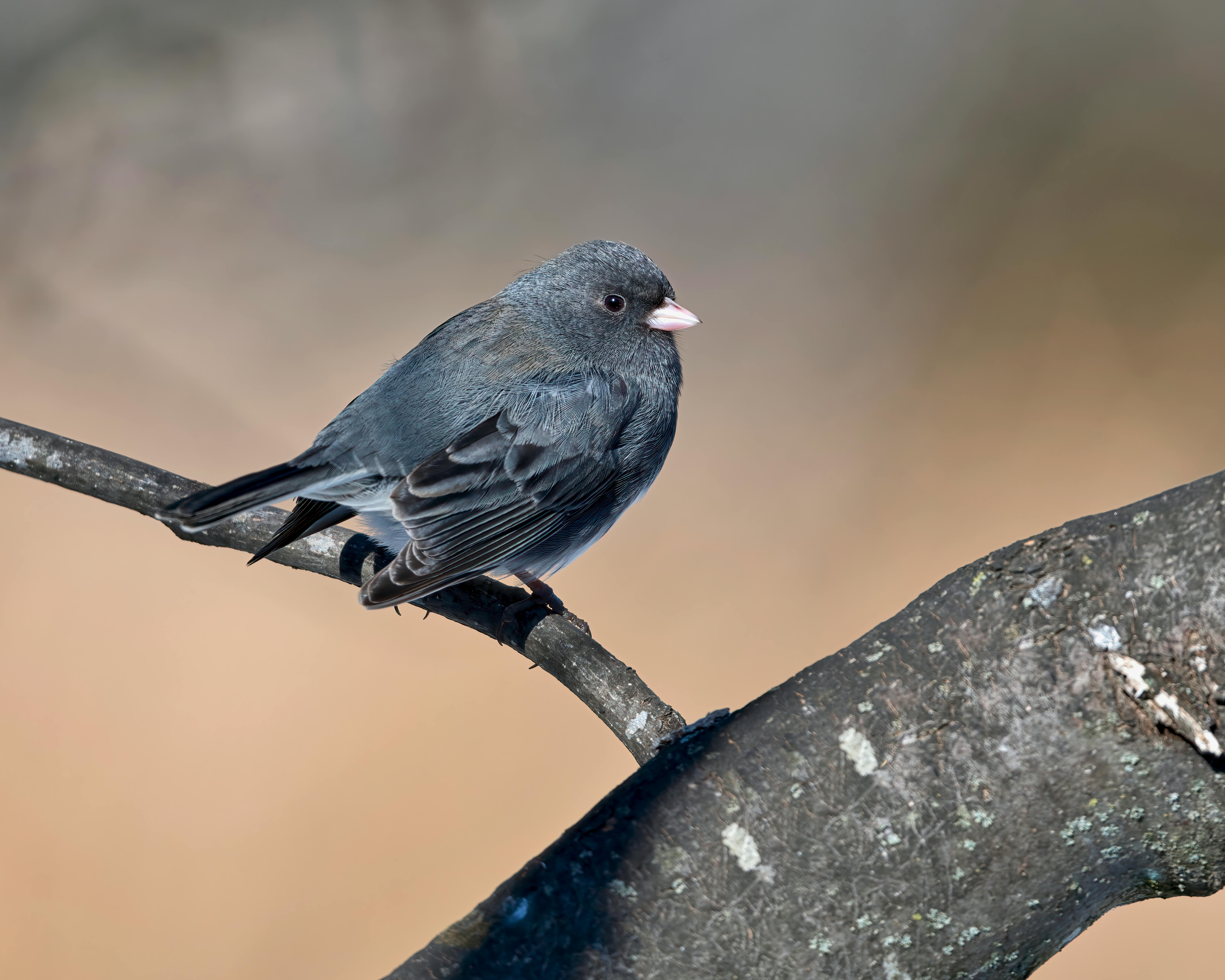 Dark-eyed Junco Bird in Nature · Free Stock Photo