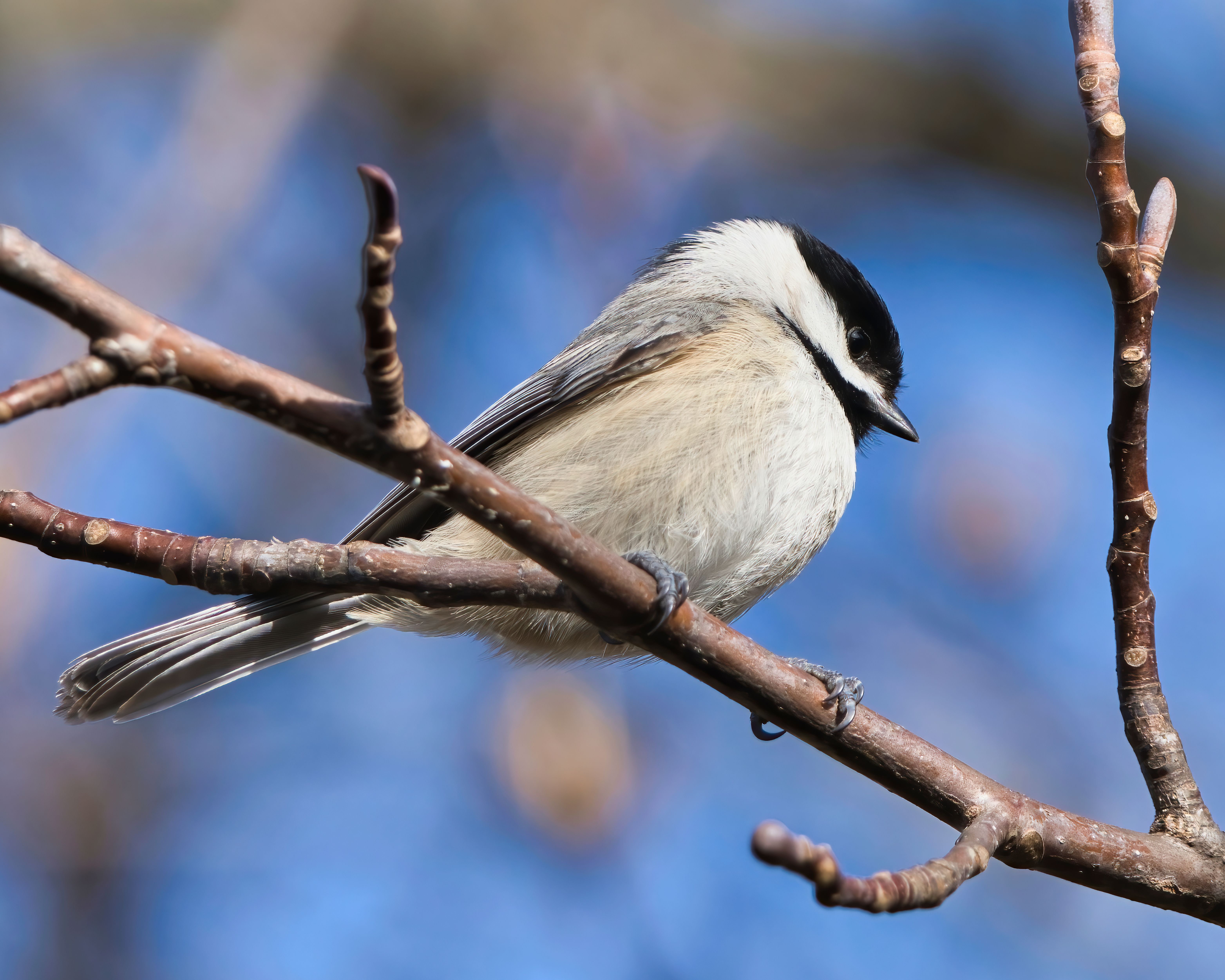 Carolina Chickadee Bird · Free Stock Photo