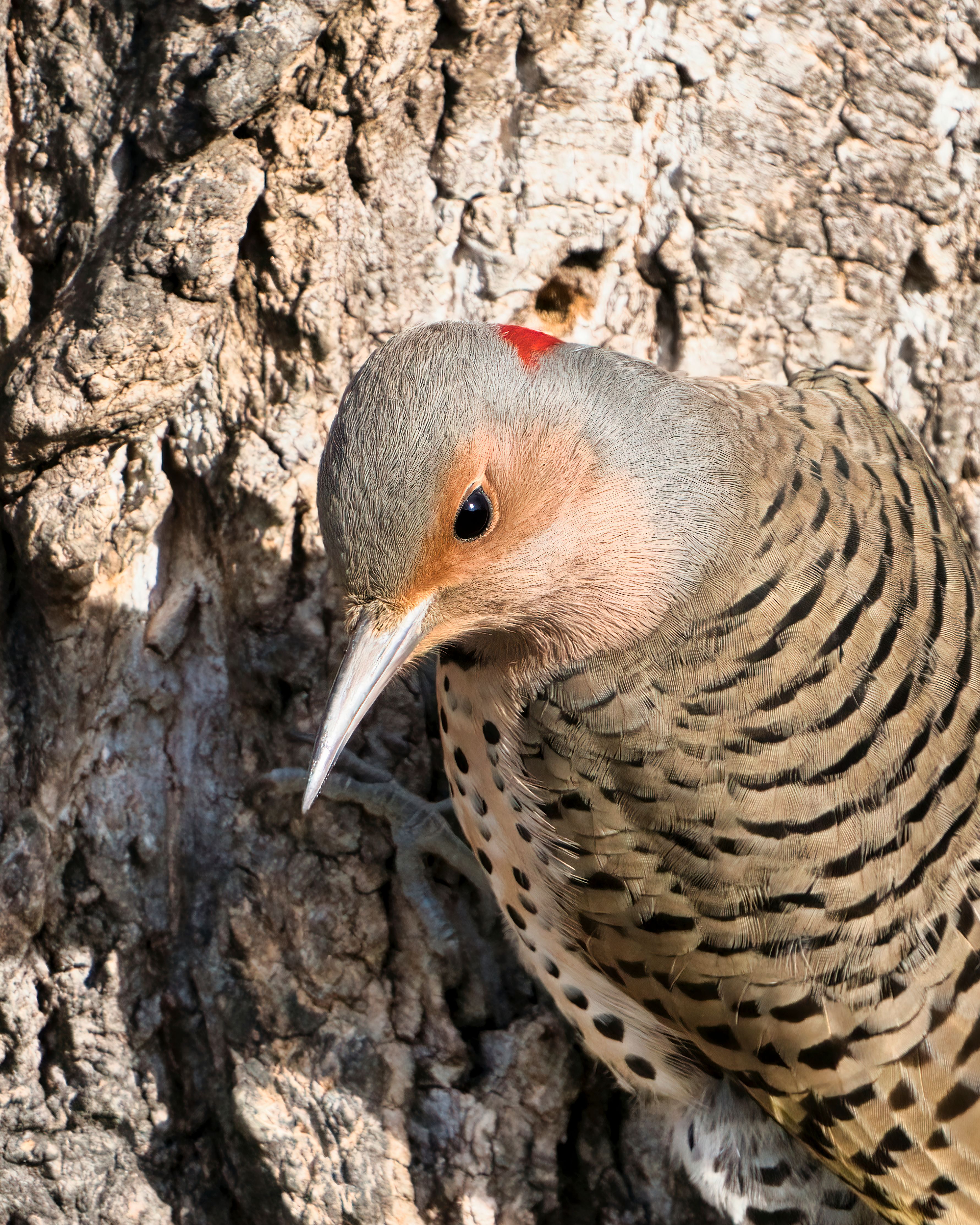 Northern Flicker Bird · Free Stock Photo