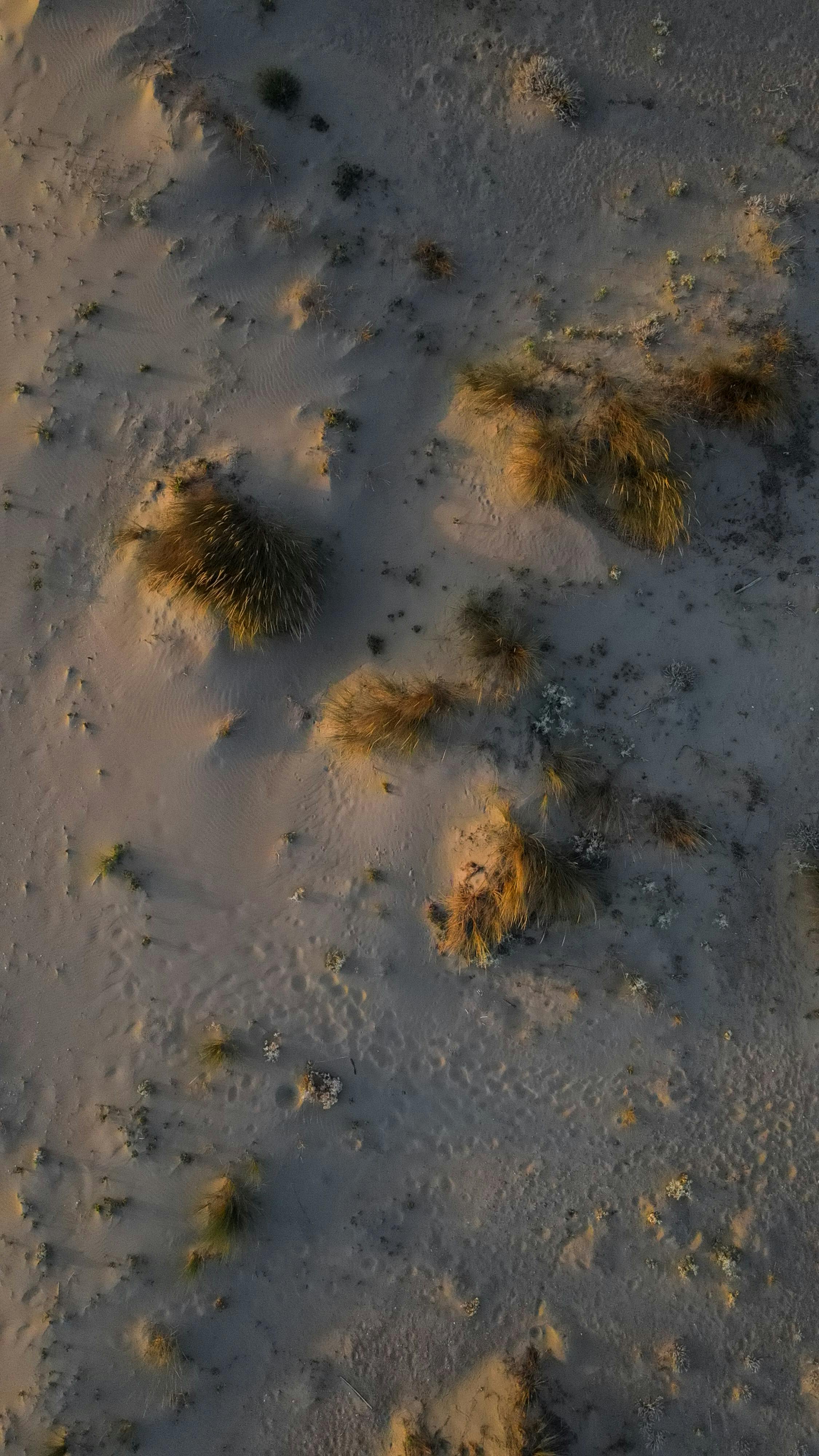 Weeds on Beach Sand · Free Stock Photo