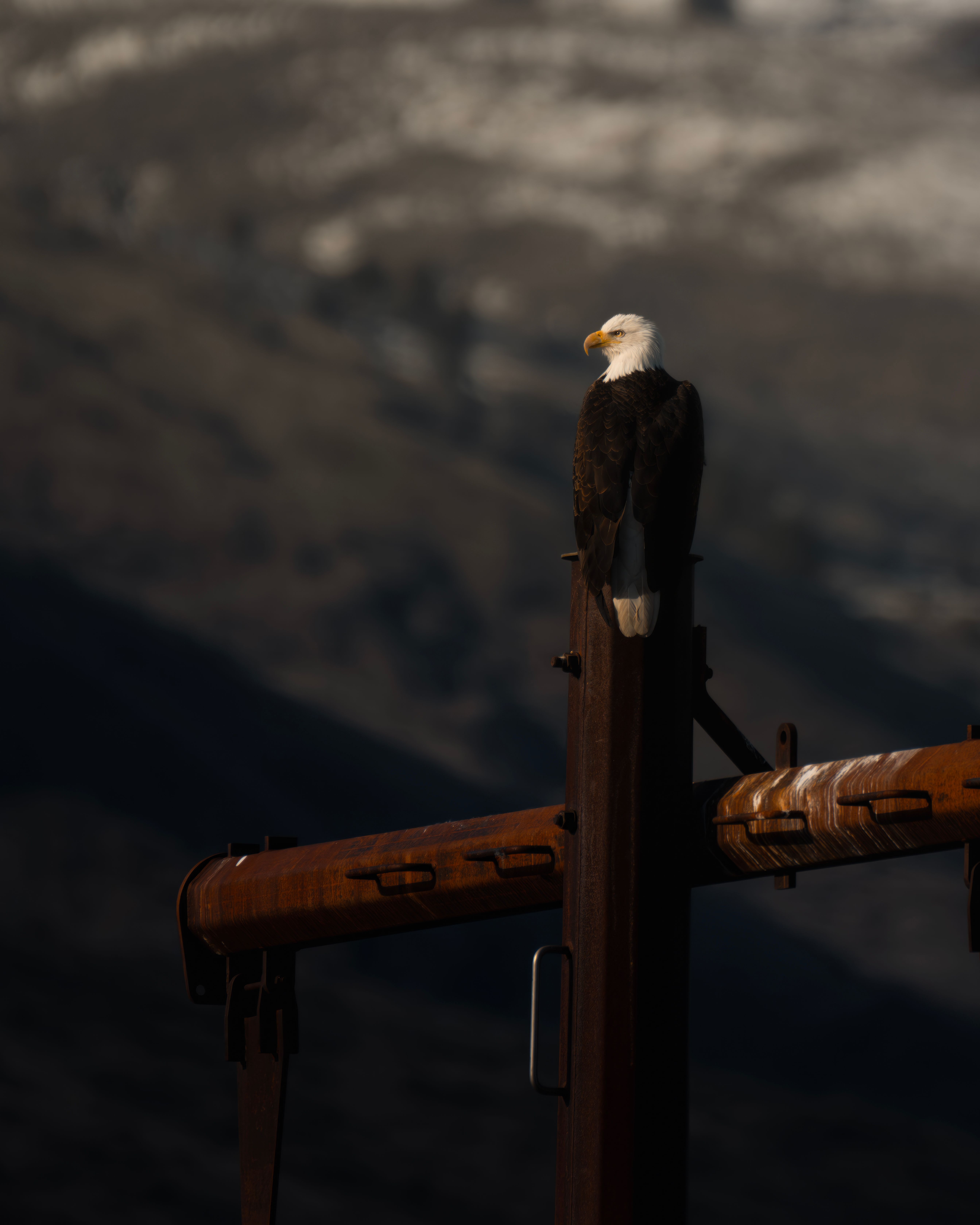Bald Eagle on Post · Free Stock Photo