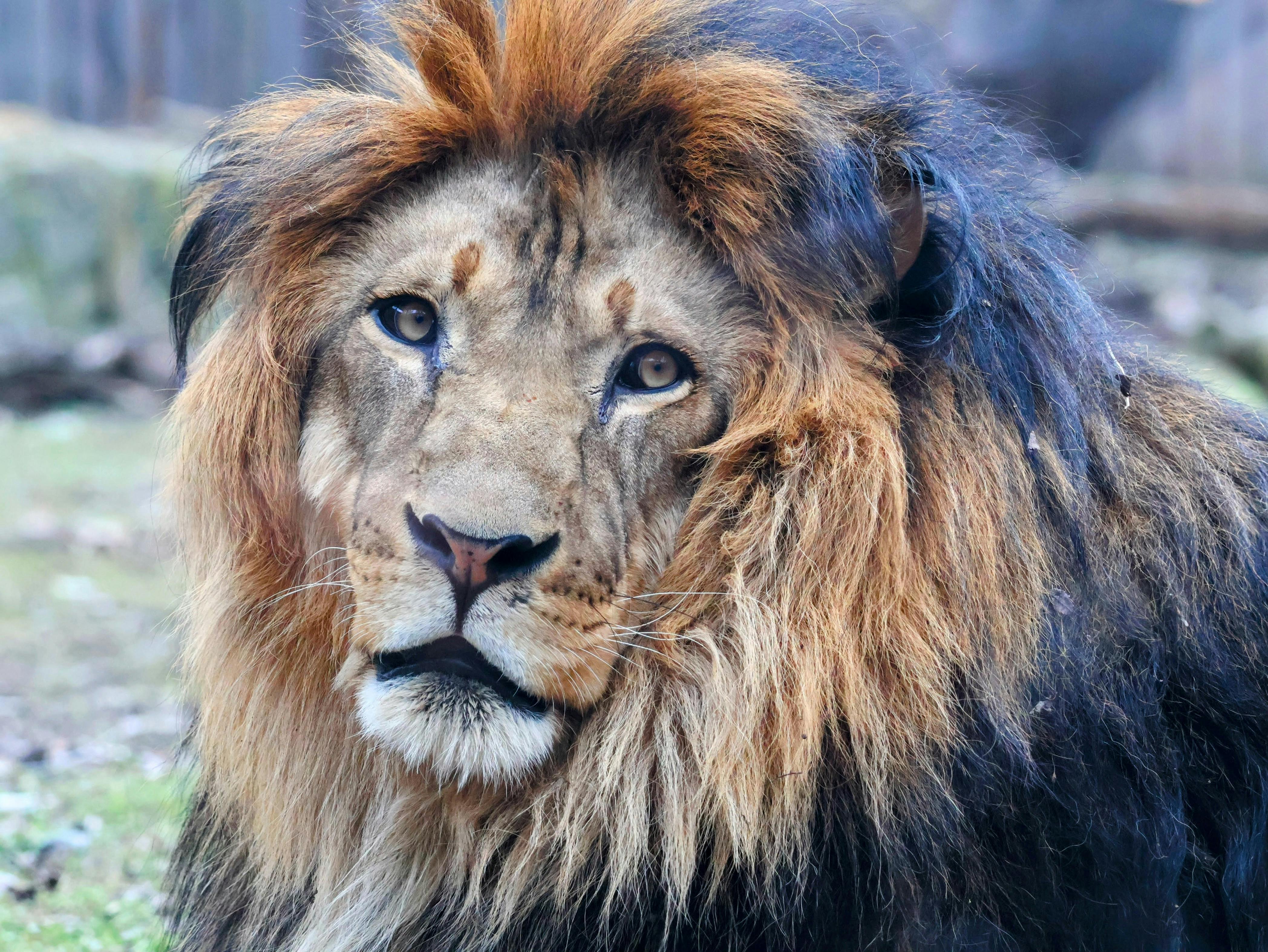A lion with long hair and a long beard · Free Stock Photo