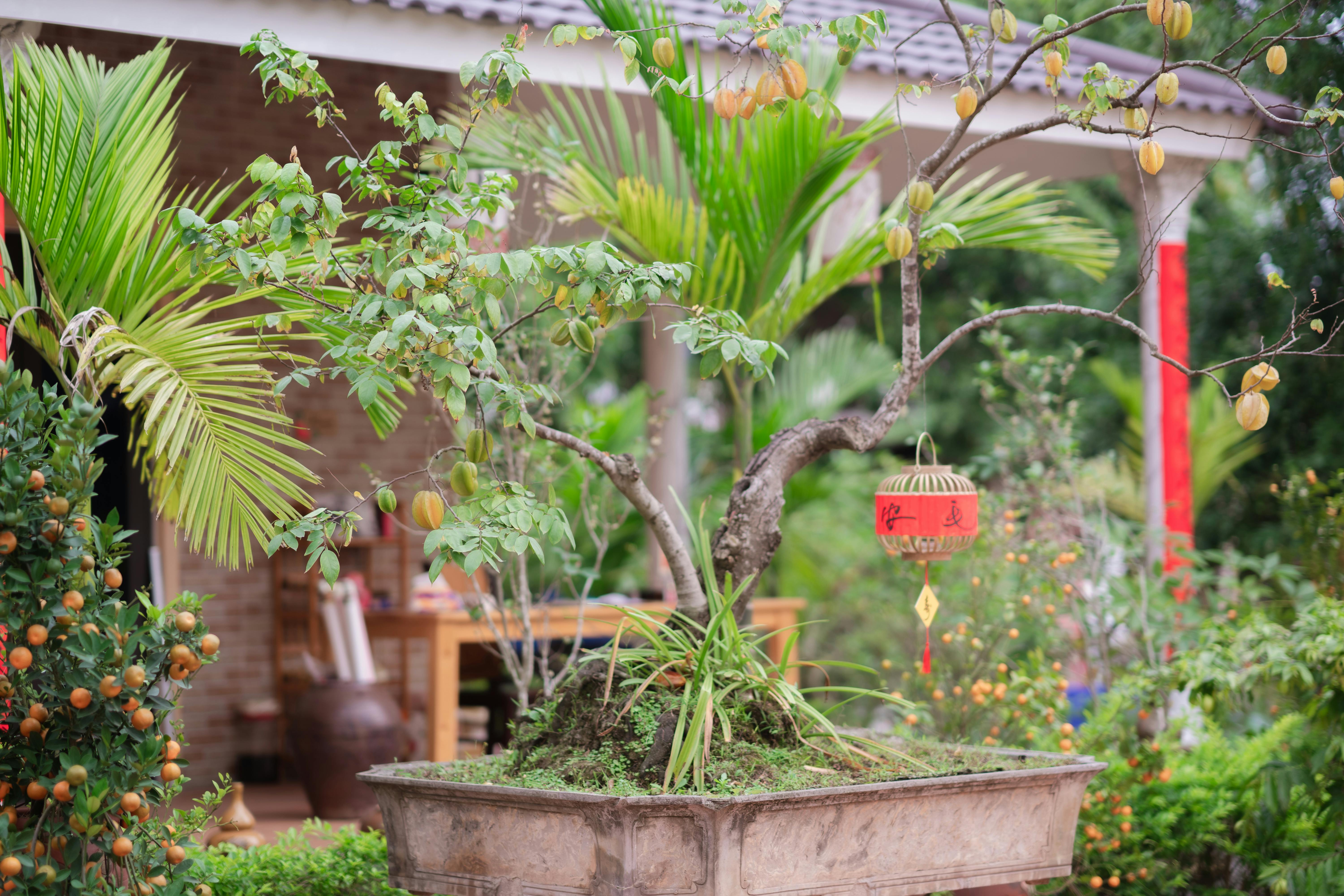 Growing Bonsai Palm Trees: Expert Tips and Techniques