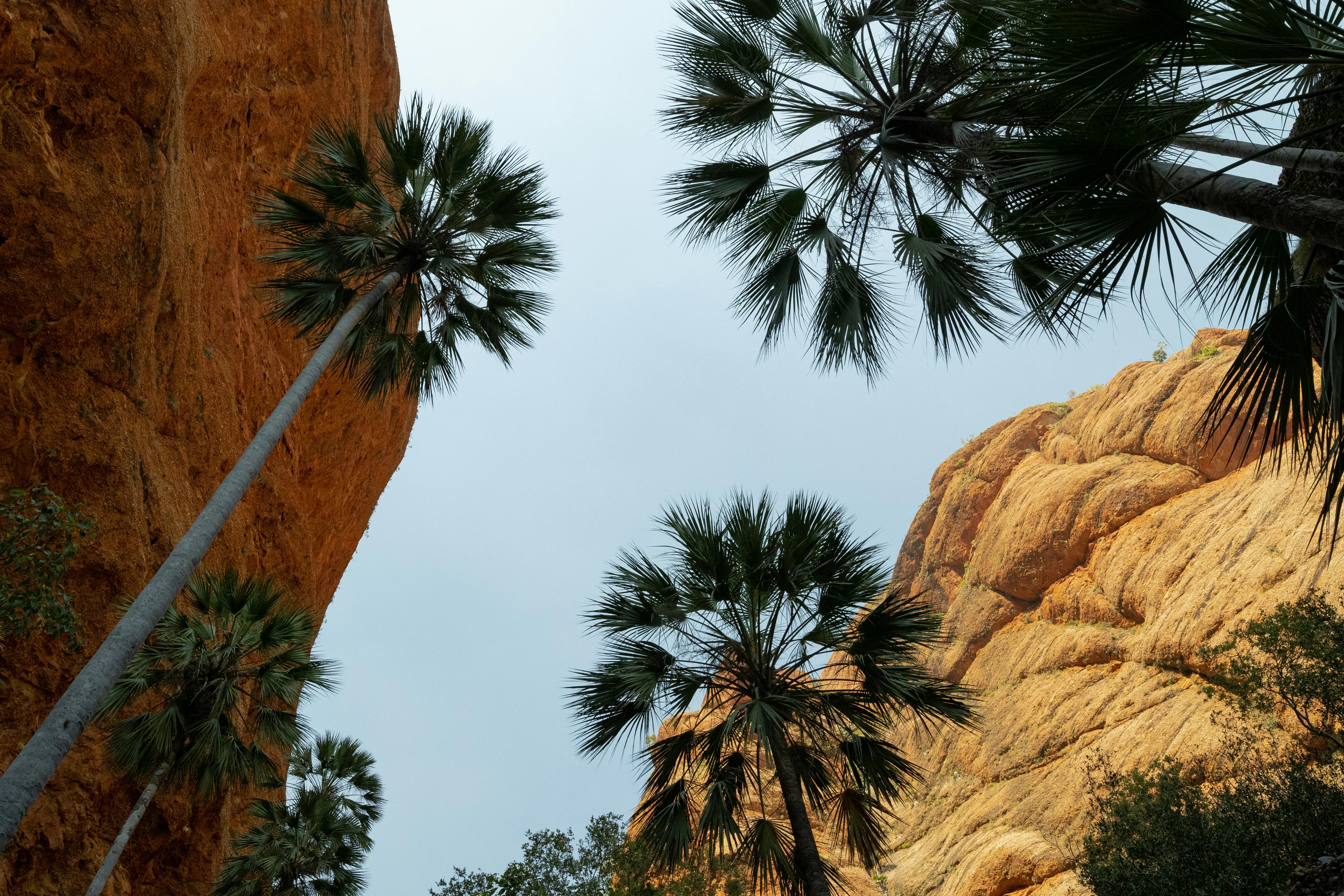 Palm trees in gorge · Free Stock Photo