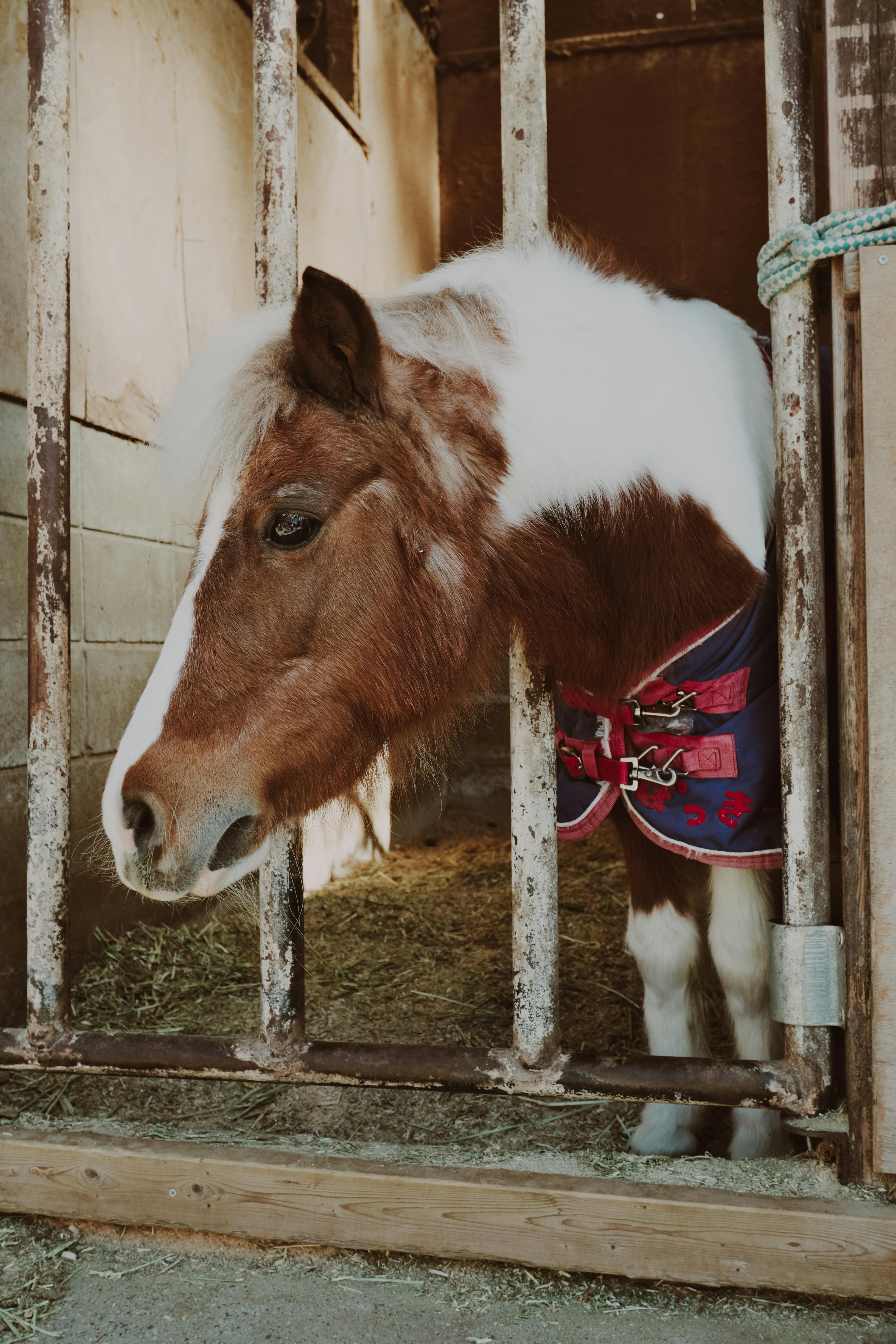 Pony Head in Stable · Free Stock Photo