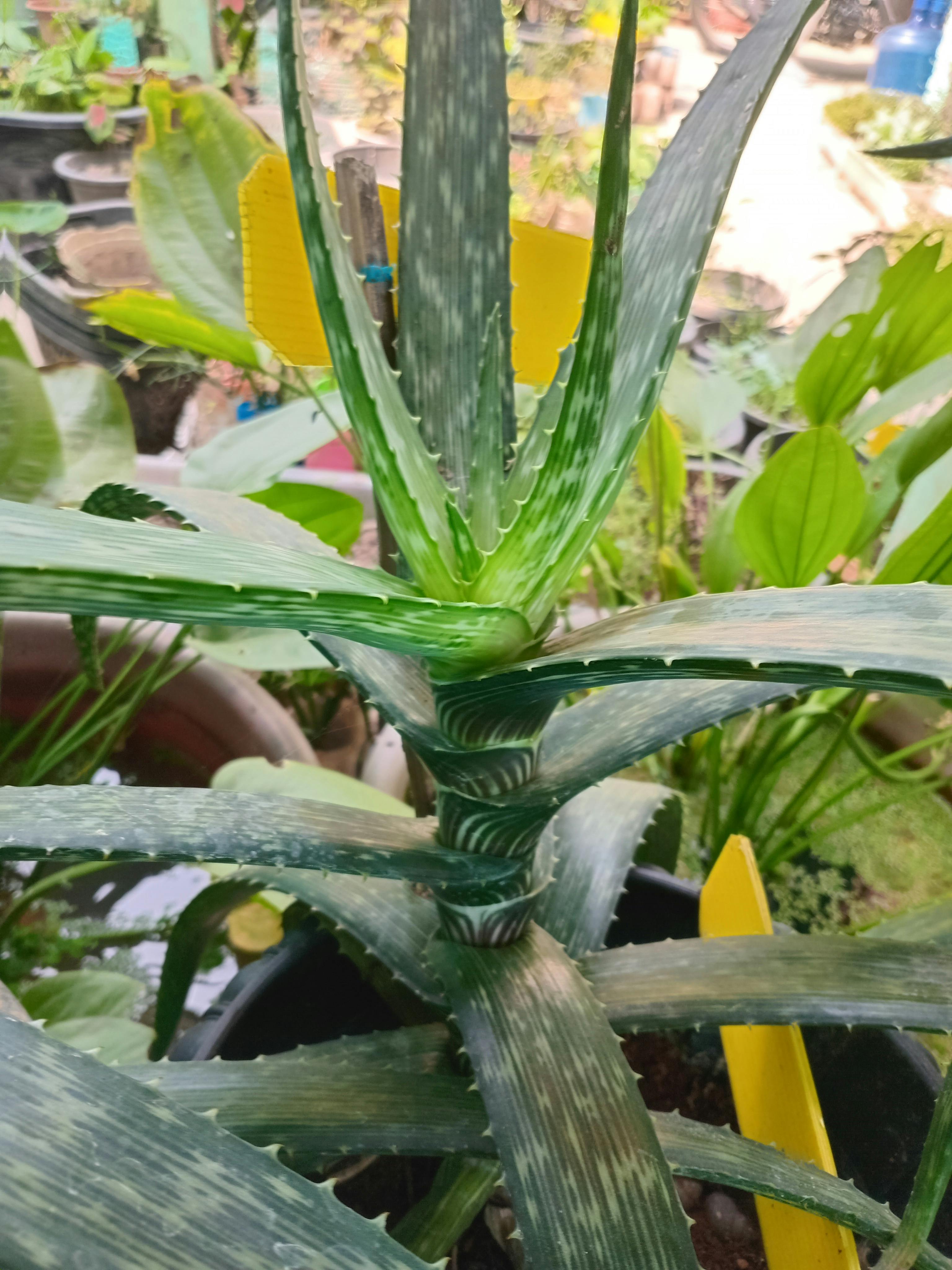 patcharee tangtiang — Фотография