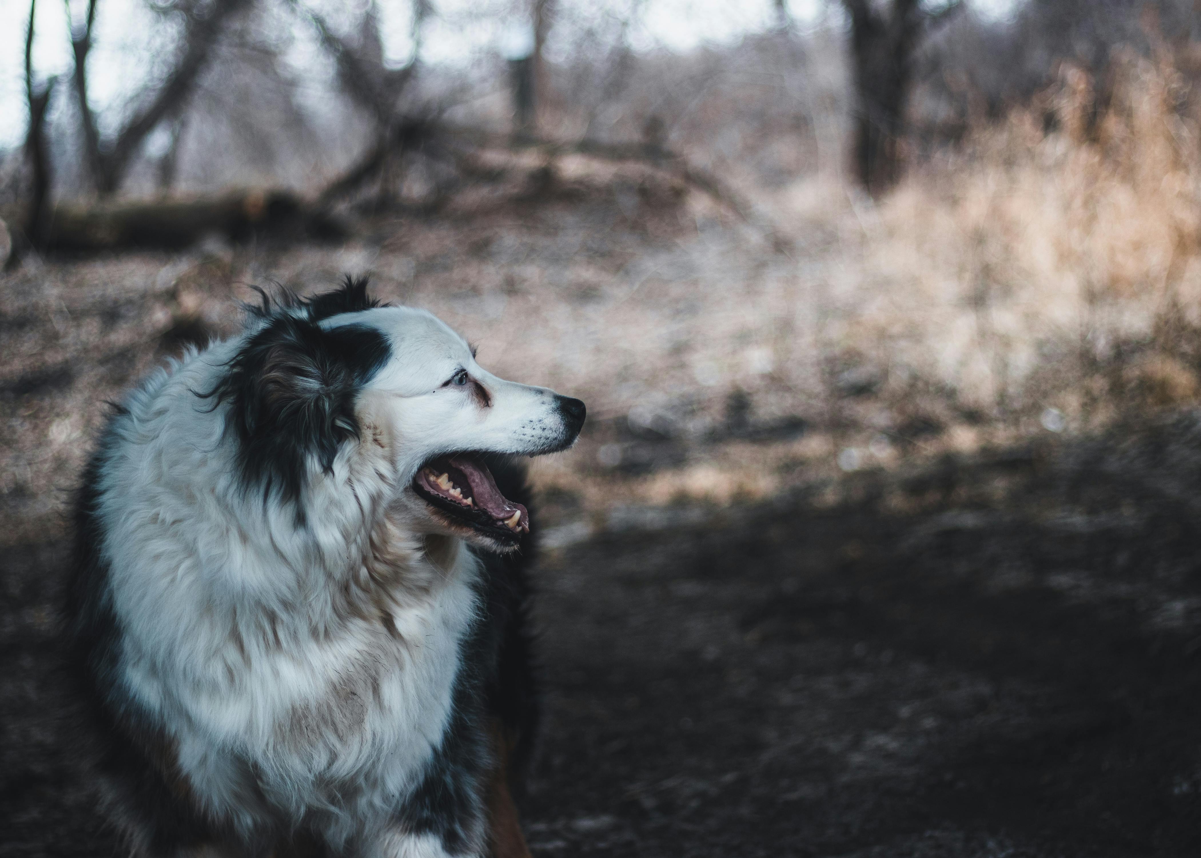 Scruffy Dog in Forest · Free Stock Photo